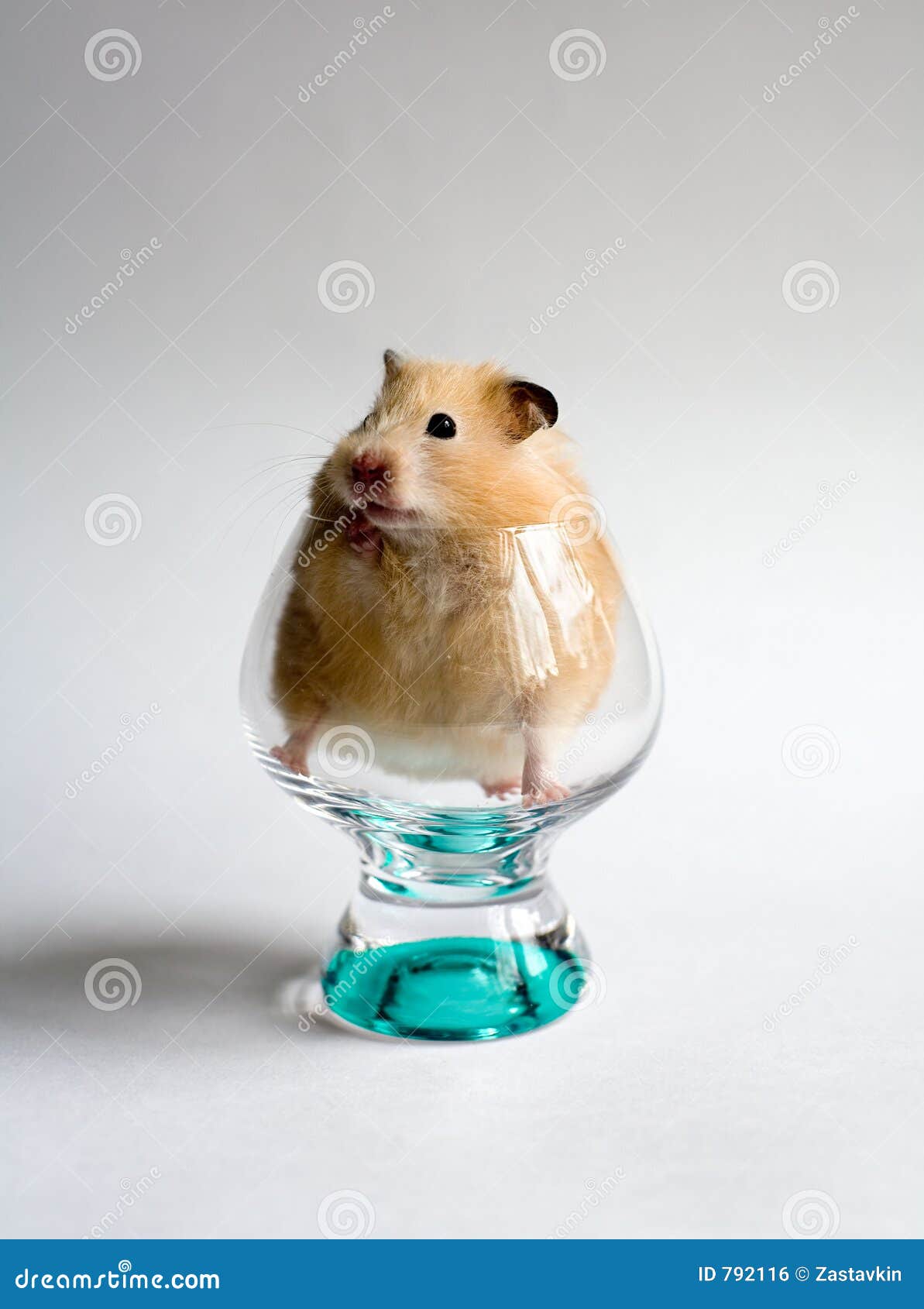 Hamster in the glass stock photo. Image of golden, little - 792116