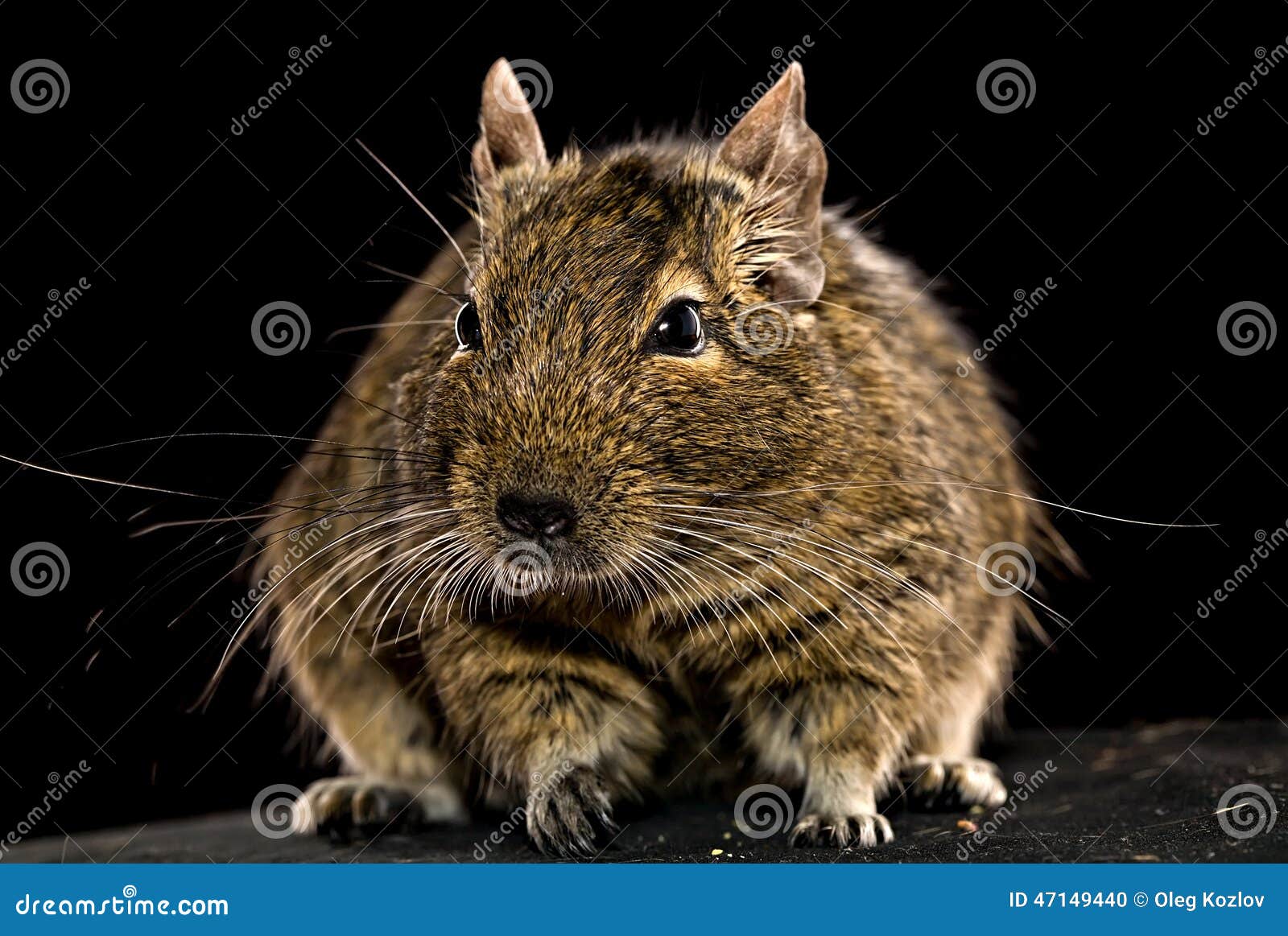 Hamster gordo do degu foto de stock. Imagem de gopher - 47149440