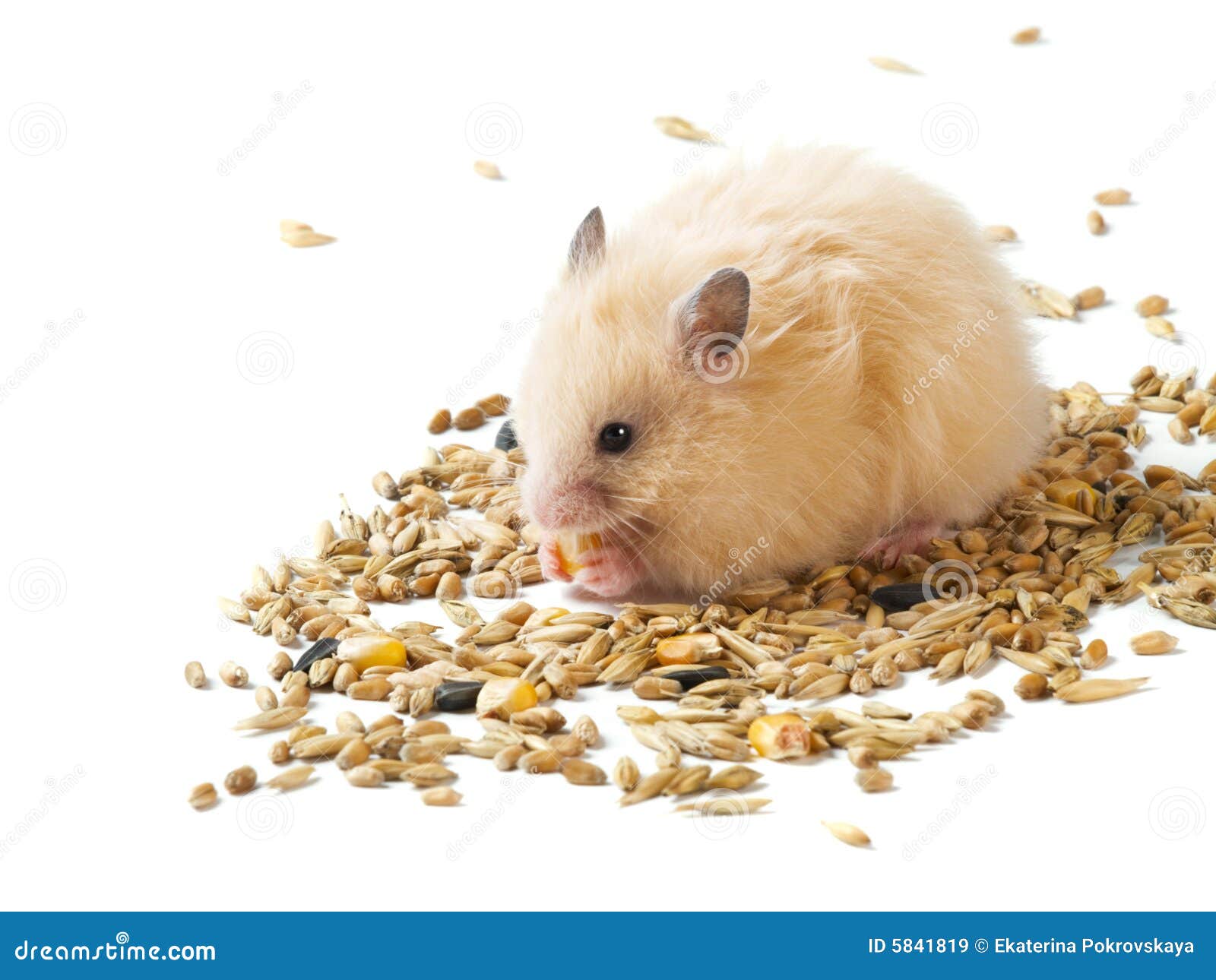 Hamster And Grains Picture. Image: 5841819