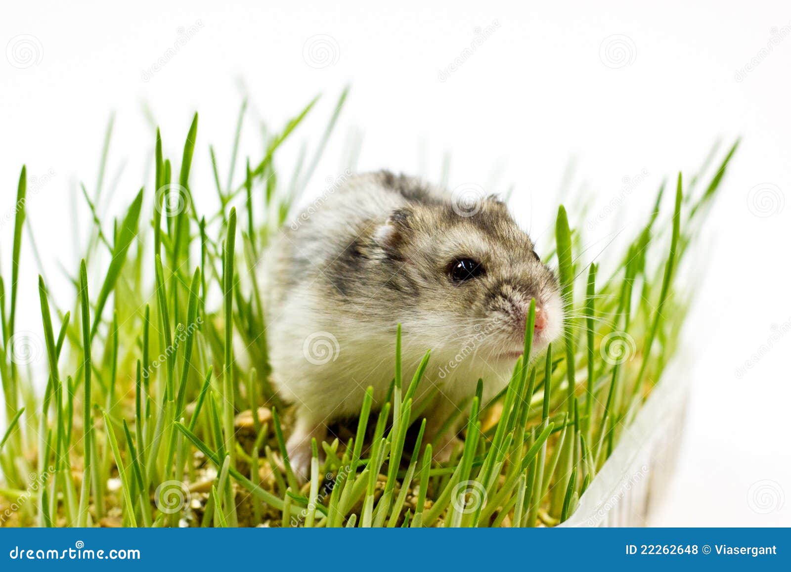 Hamster on the grass stock photo. Image of domestic, macro - 22262648