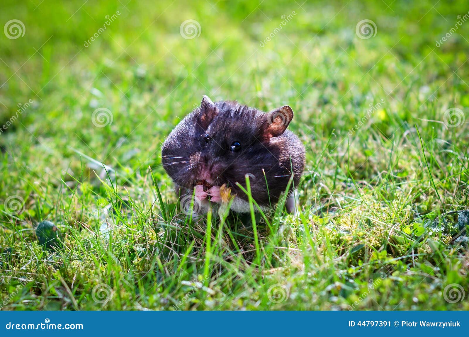 Hamster on grass field stock image. Image of september - 44797391