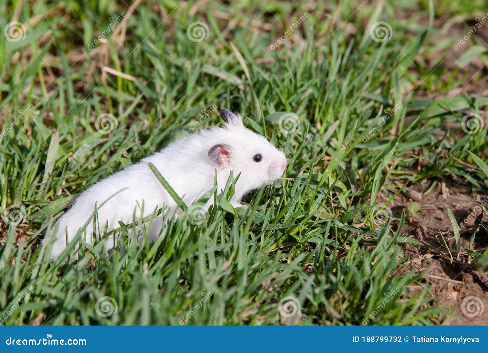 Hamster in the grass. stock photo. Image of nature, grass - 188799732