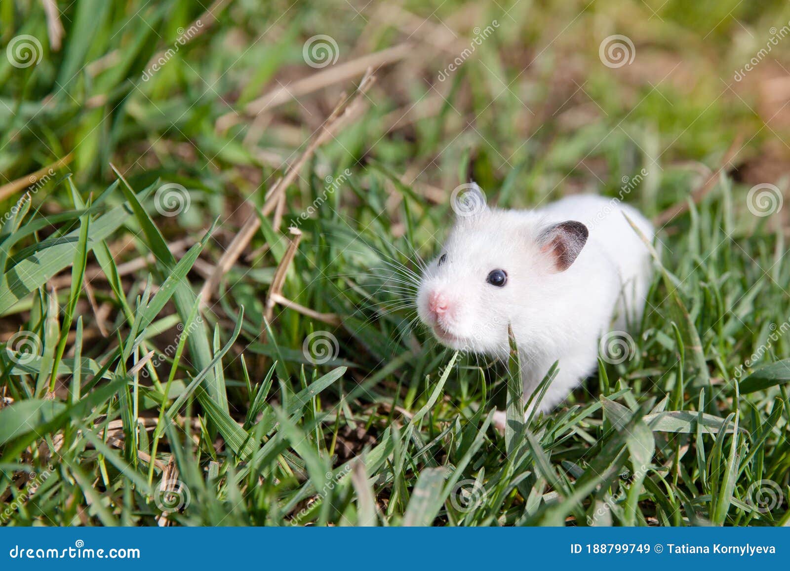 Hamster in the grass. stock image. Image of outdoor - 188799749