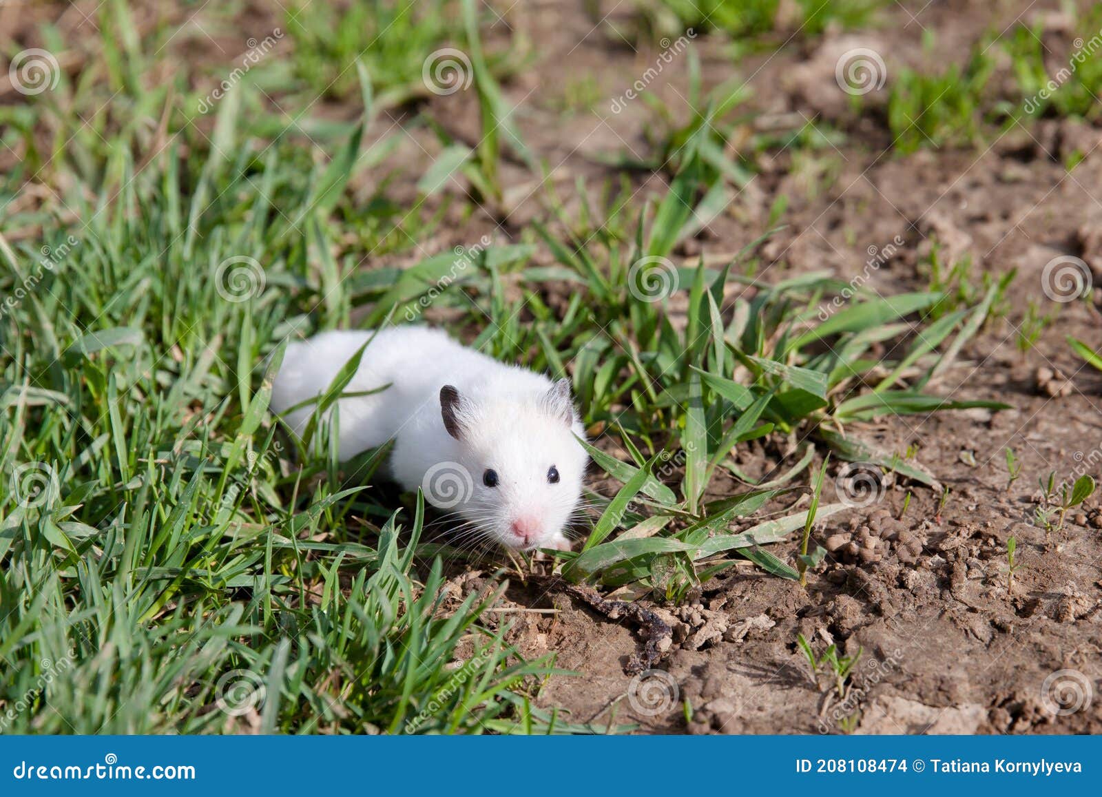 Hamster in the grass stock photo. Image of outdoor, rodent - 208108474