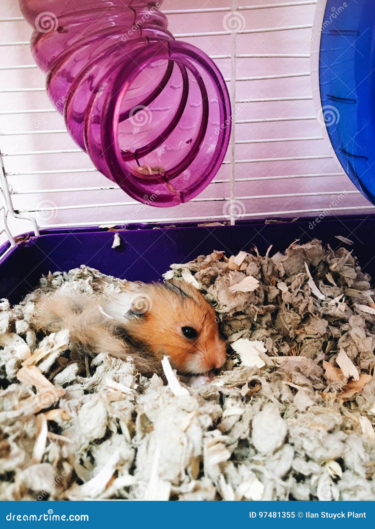 Hamster hamster sitting stock image. Image of hamster - 97481355