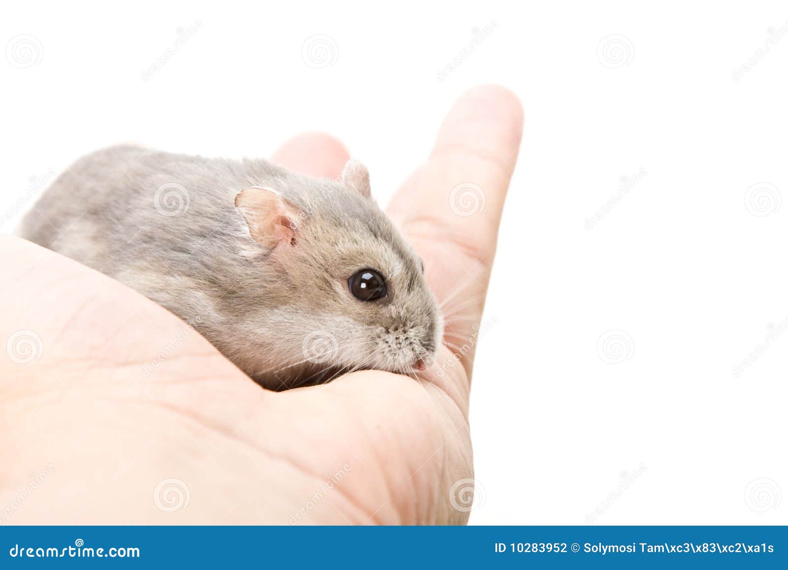 Hamster In Hand Picture. Image: 10283952