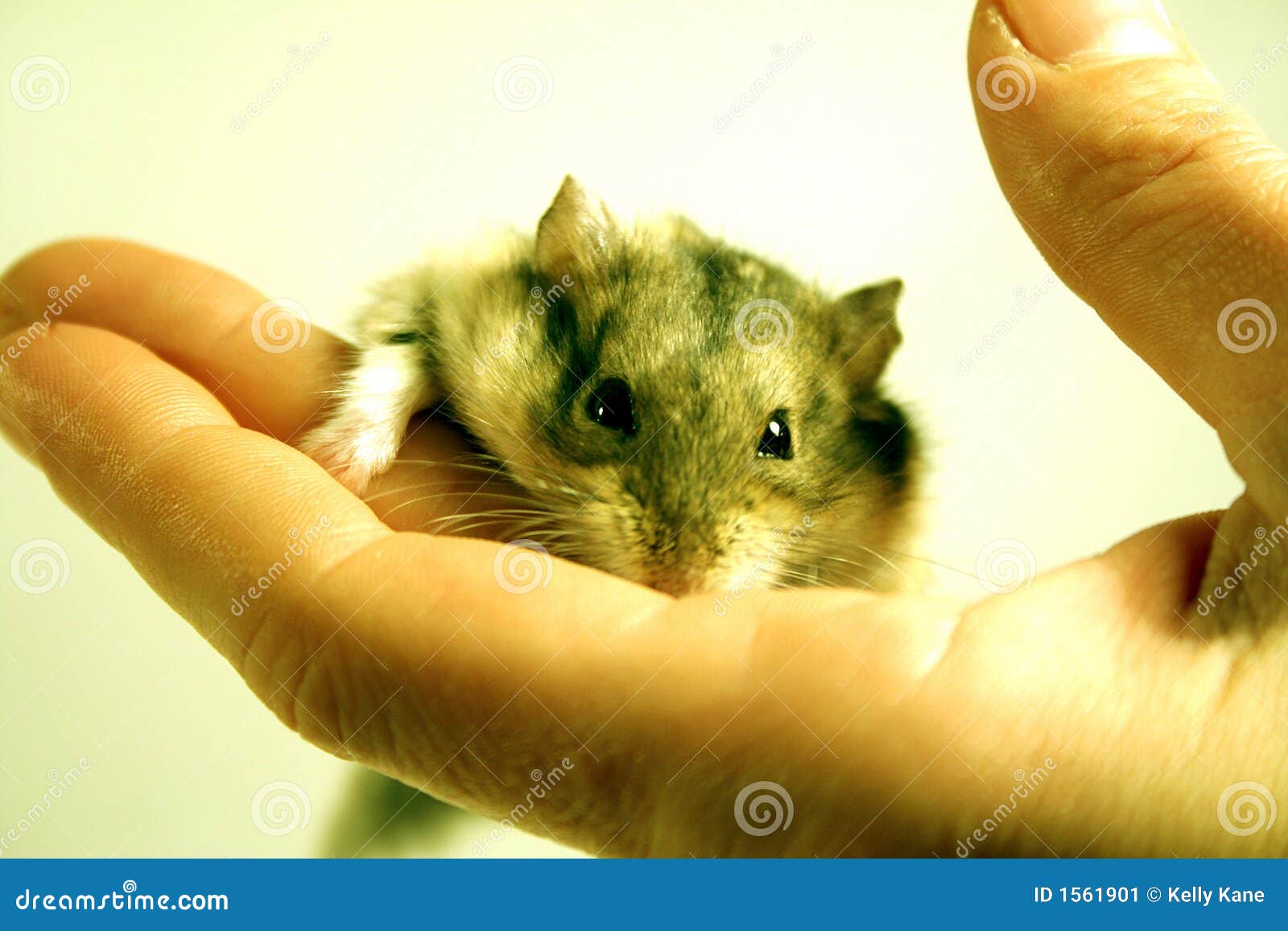 Hamster in Hand stock image. Image of hold, fingers, little - 1561901