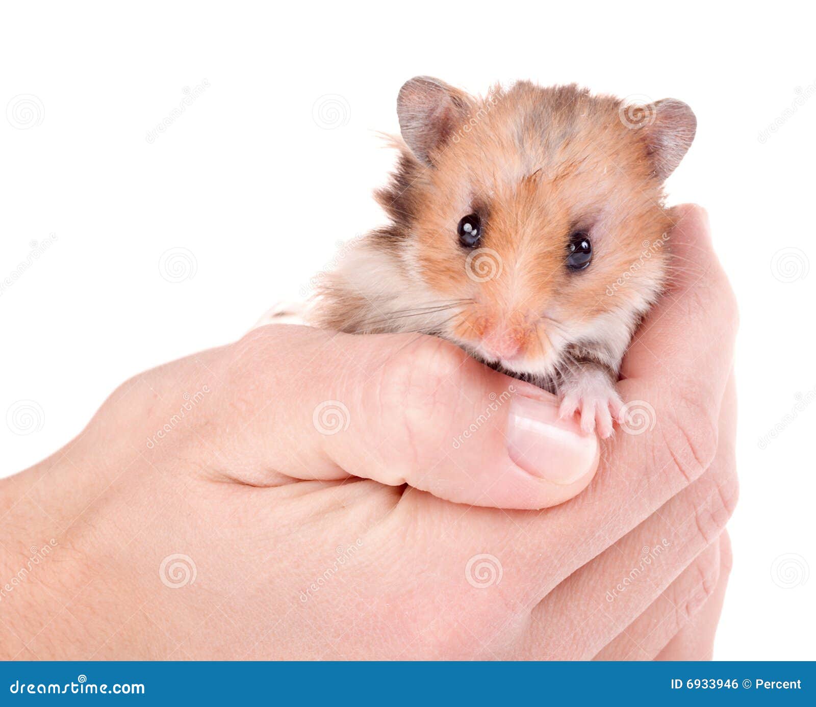 Hamster in hand stock photo. Image of human, studio, hair - 6933946