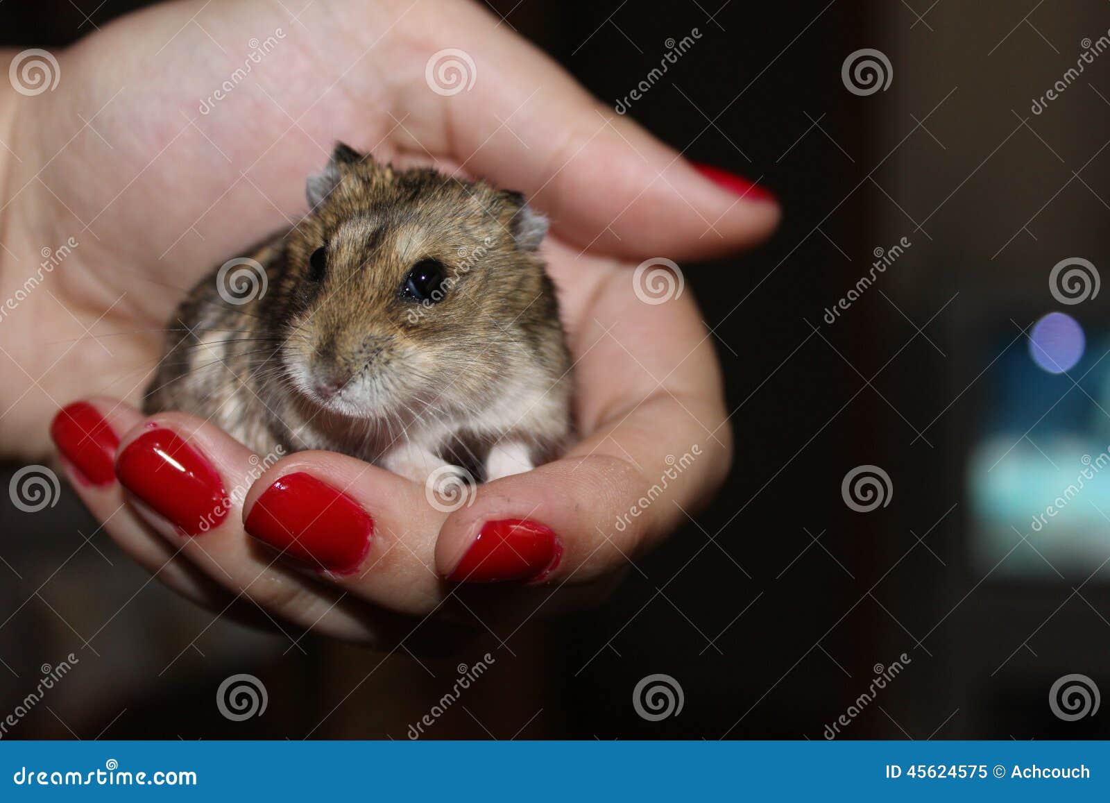 Hamster in hand stock image. Image of woman, small, human - 45624575