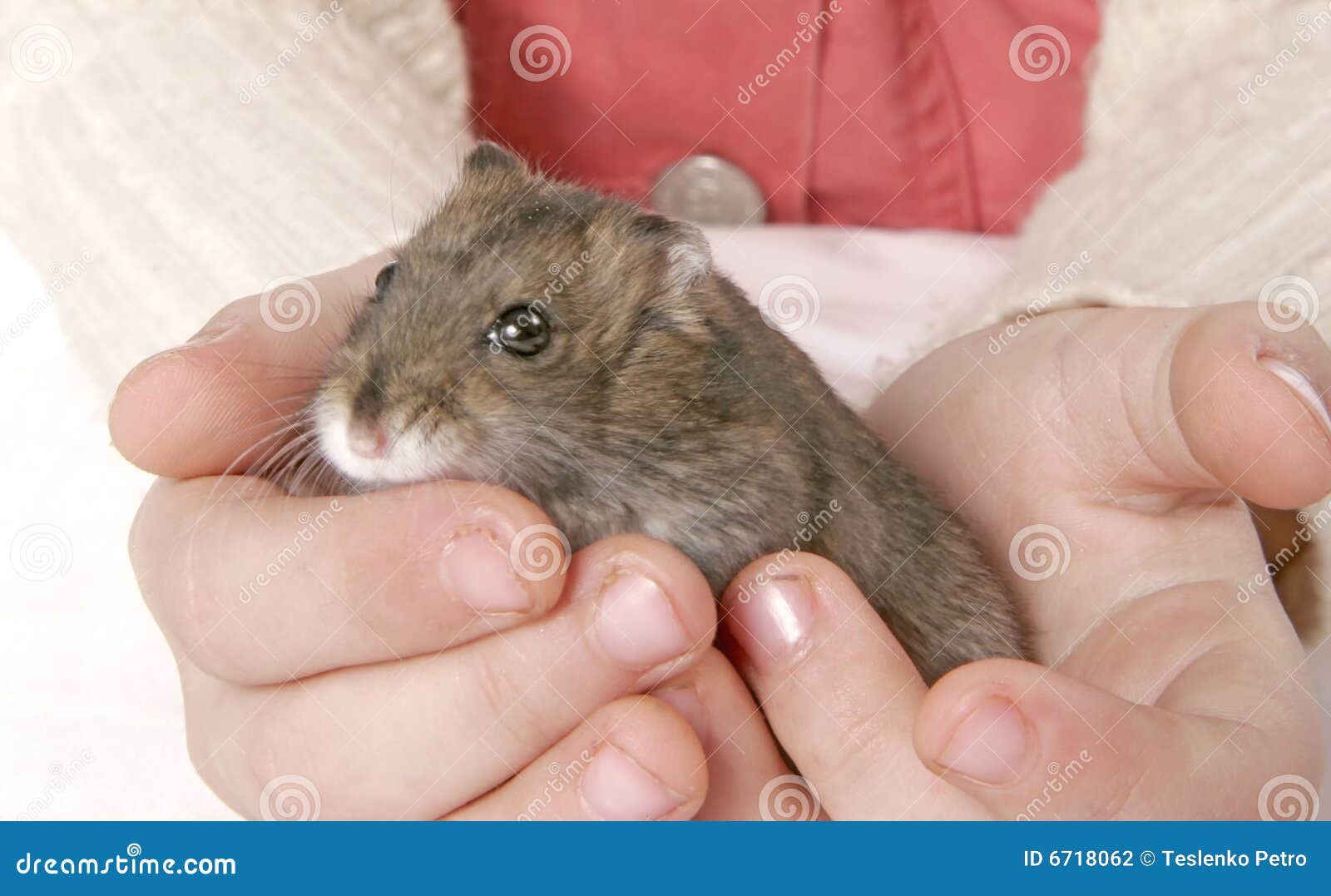 Hamster in hands stock photo. Image of hand, mice, stray - 6718062