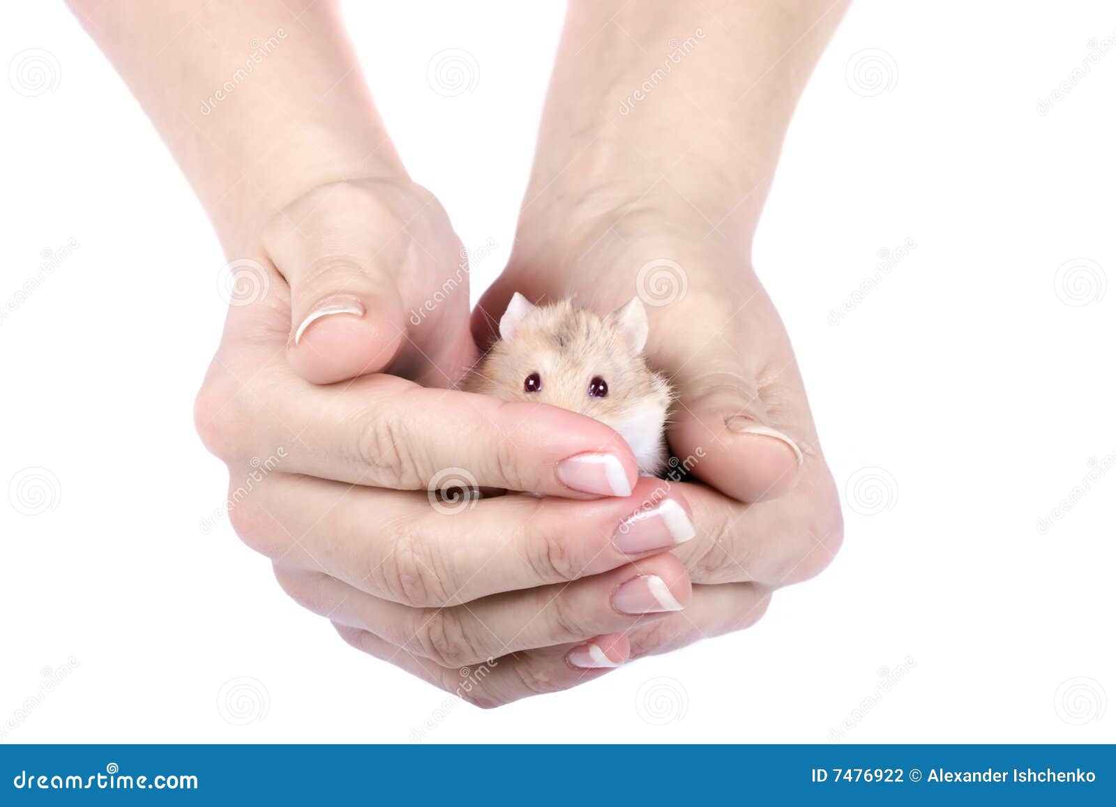 Hamster in hands. stock photo. Image of hamster, hair - 7476922