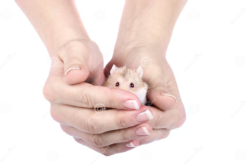 Hamster in hands. stock photo. Image of hamster, hair - 7476922