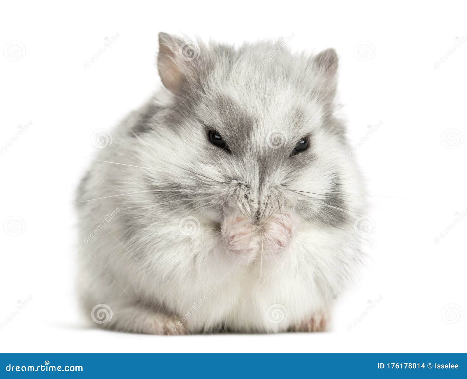 Hamster Having a Wash, Isolated Stock Photo - Image of hamster, wash ...