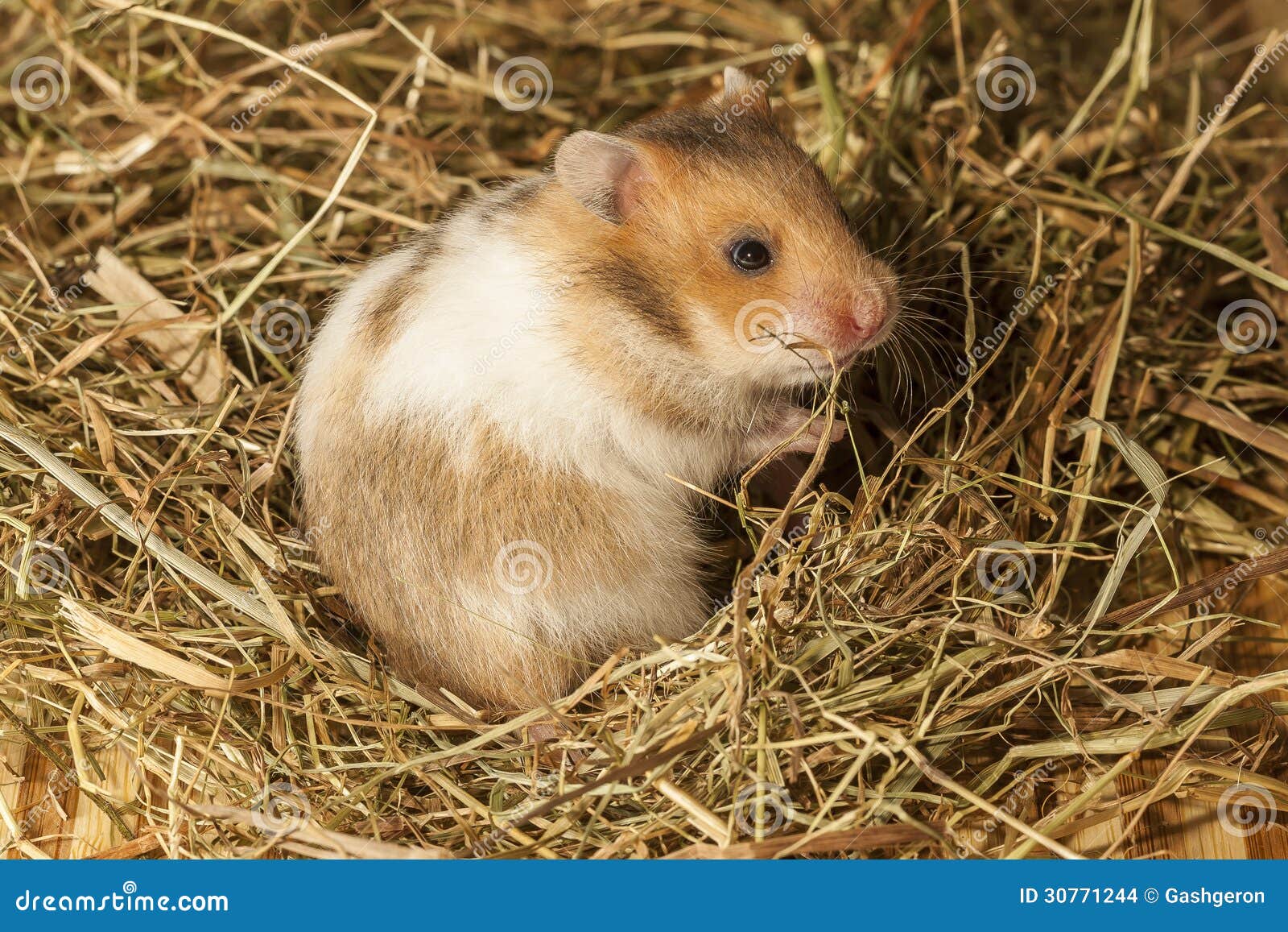 Hamster in the hay. stock photo. Image of gerbil, humorous - 30771244