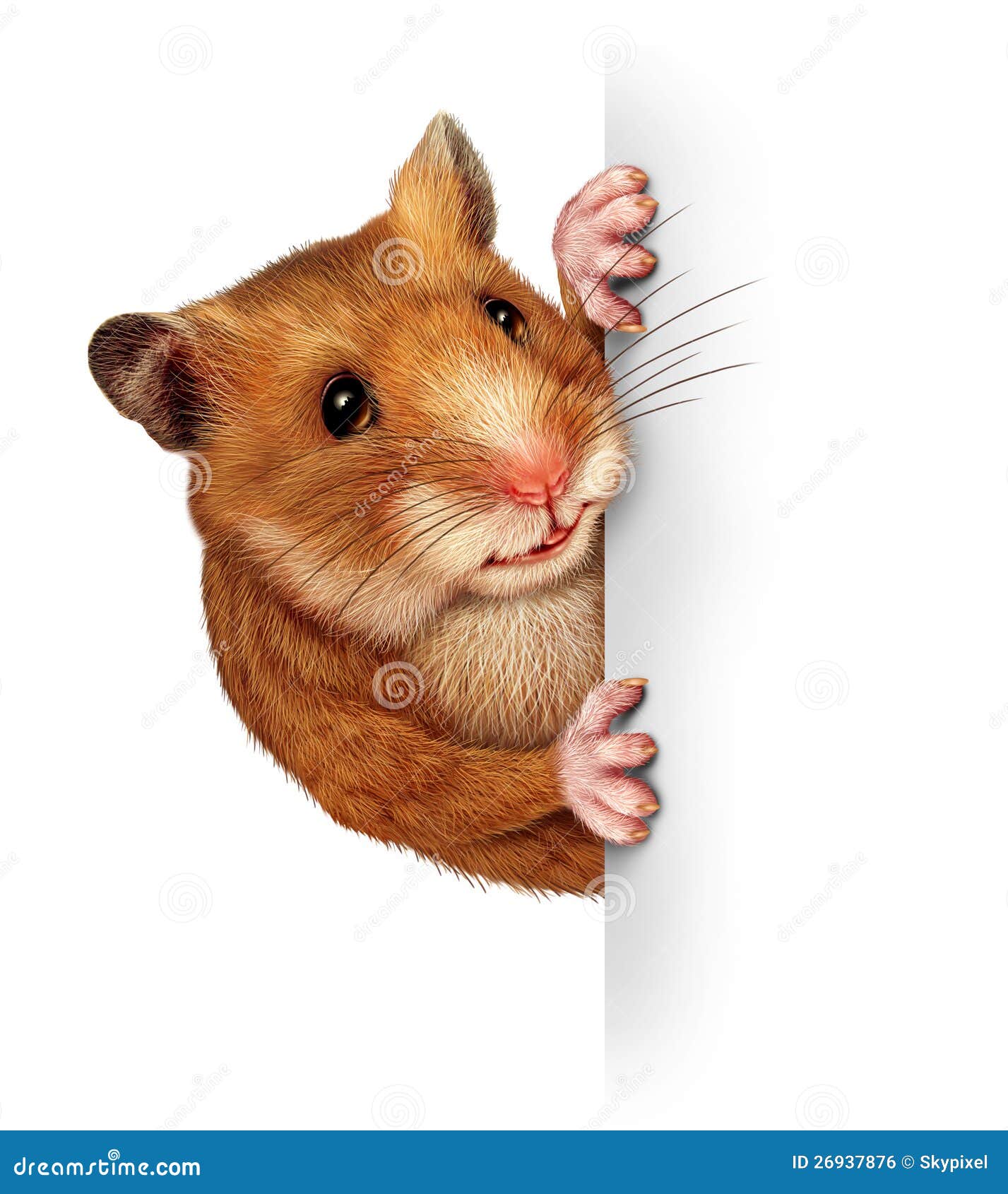 Hamster Holding A Blank Sign Stock Photo | CartoonDealer.com #70840326