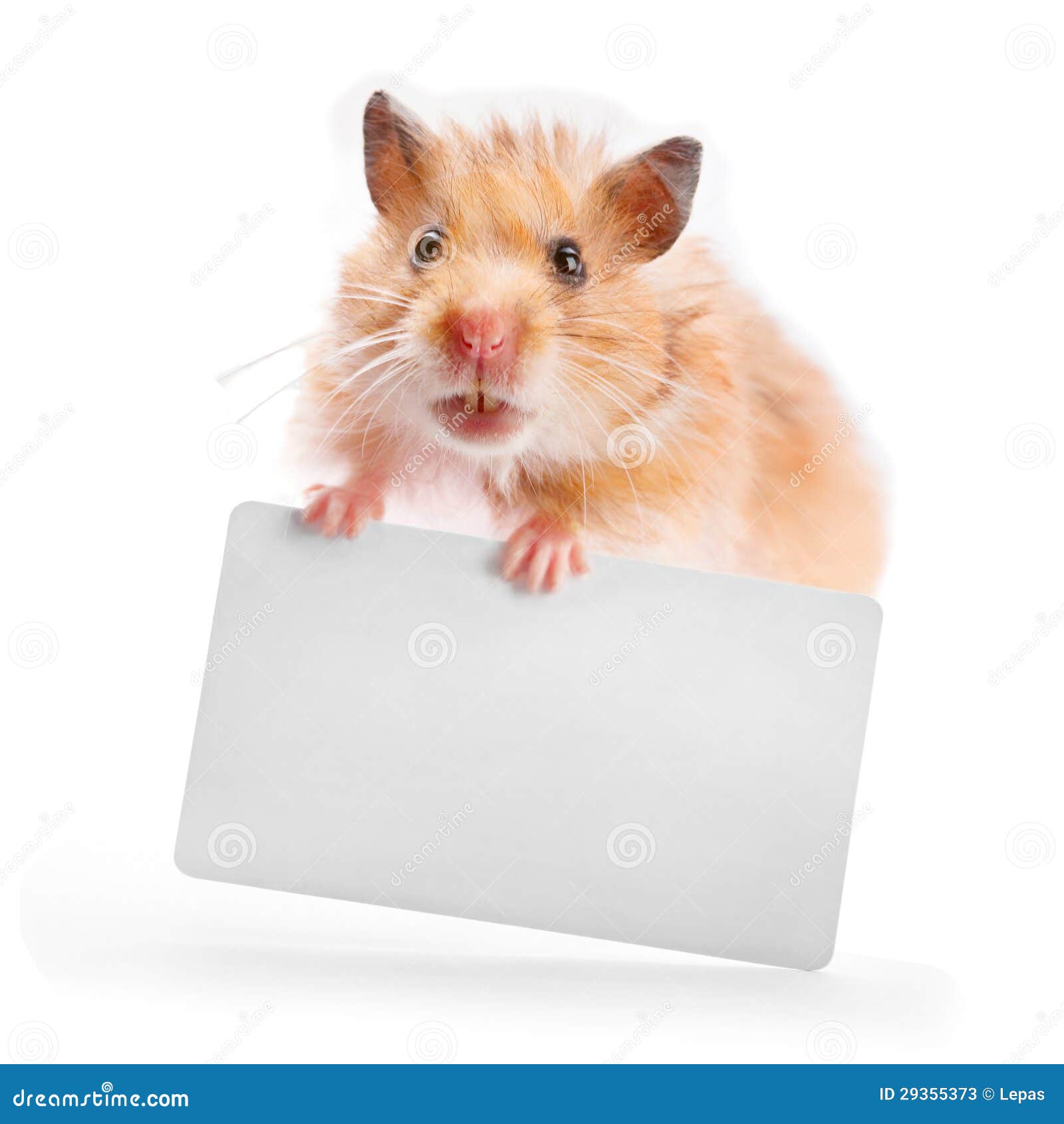 Hamster Holds a Business Card Stock Image - Image of macro, color: 29355373