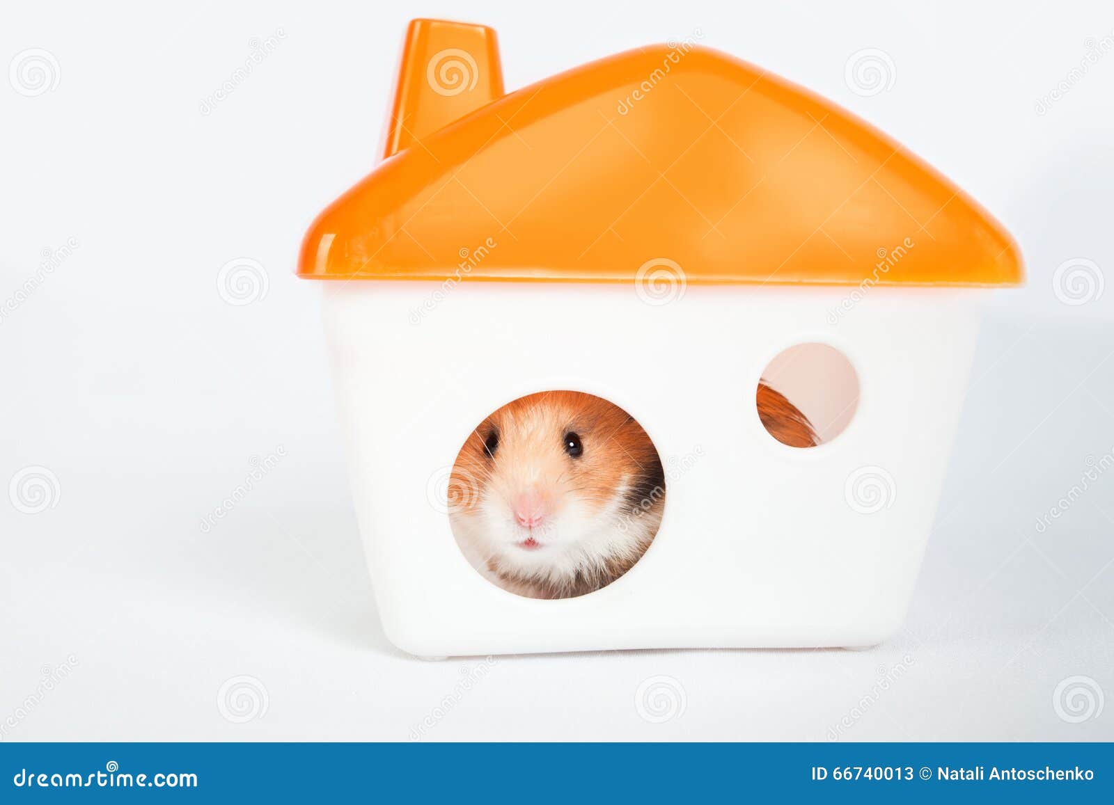 Hamster in the house stock image. Image of hamster, portrait - 66740013