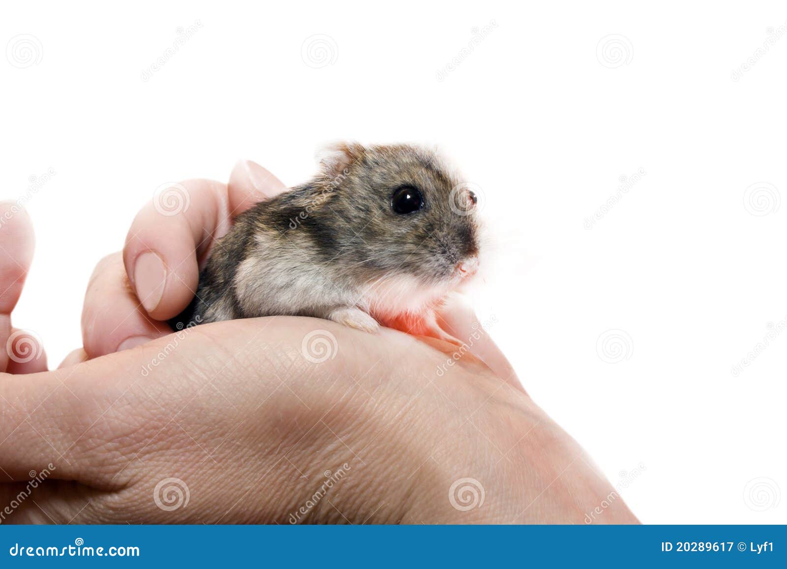 Hamster in a human hand stock image. Image of hamster - 20289617