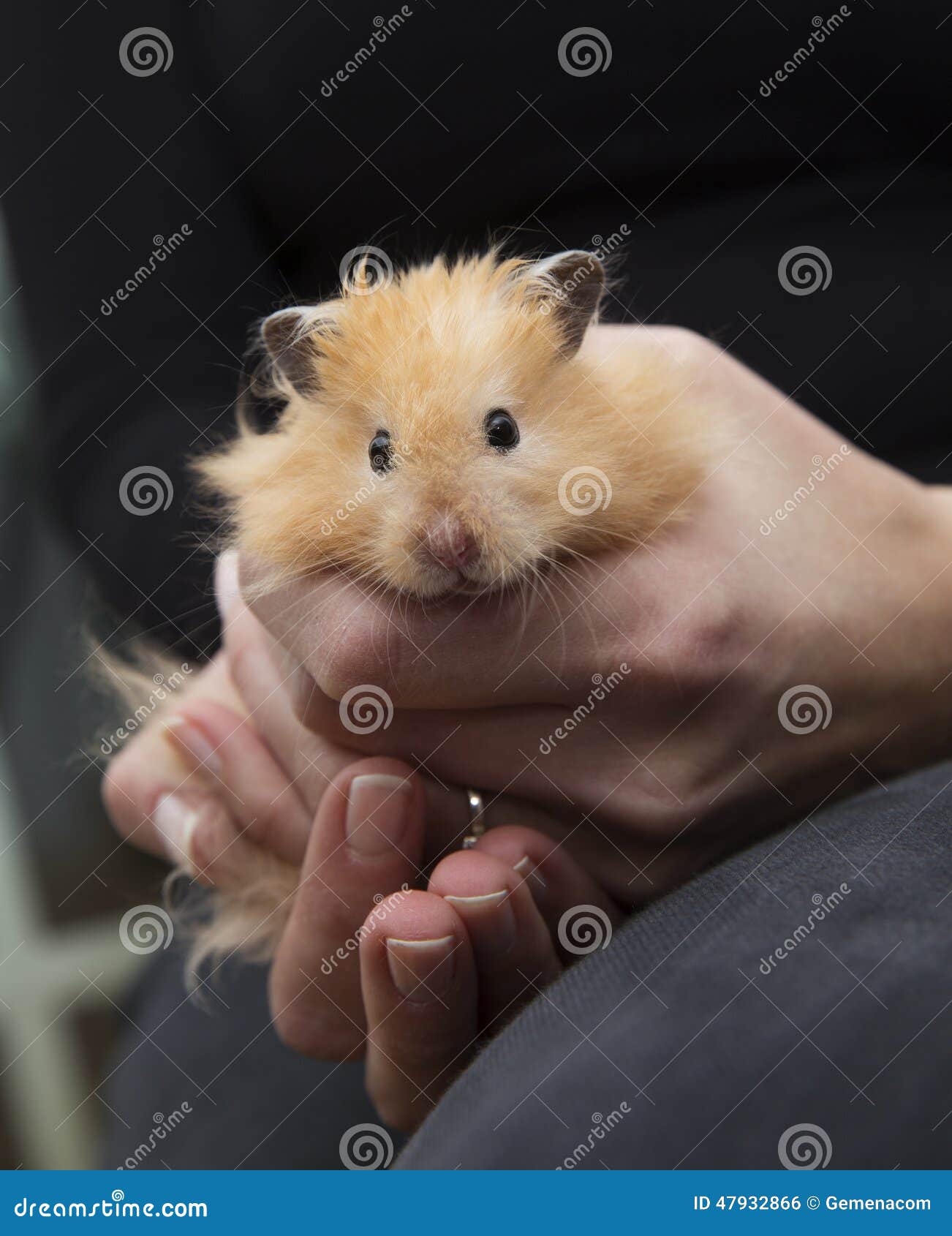 Hamster in Human Hands stock photo. Image of domestic - 47932866