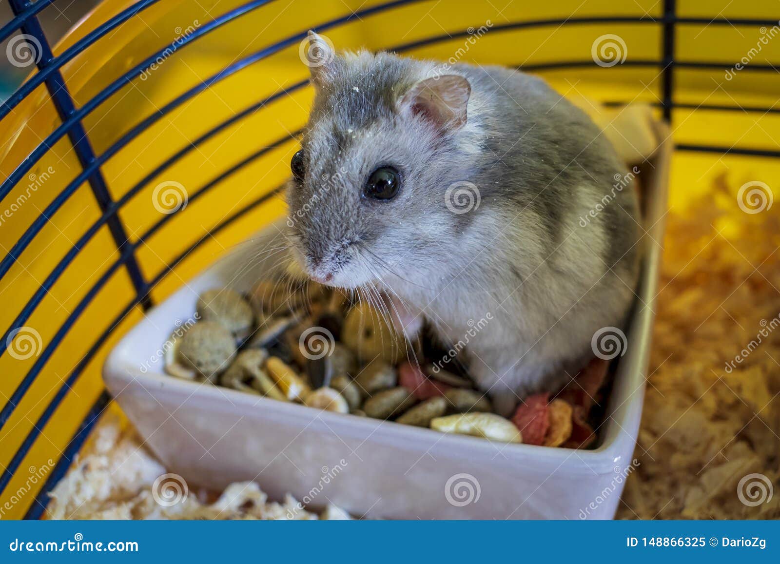 Hamster inside his cage stock image. Image of small - 148866325