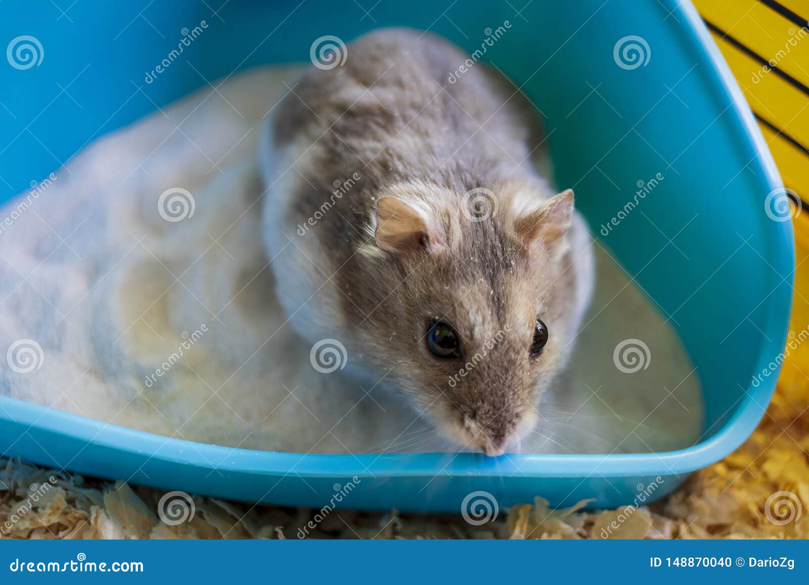 Hamster inside his cage stock photo. Image of cage, little - 148870040