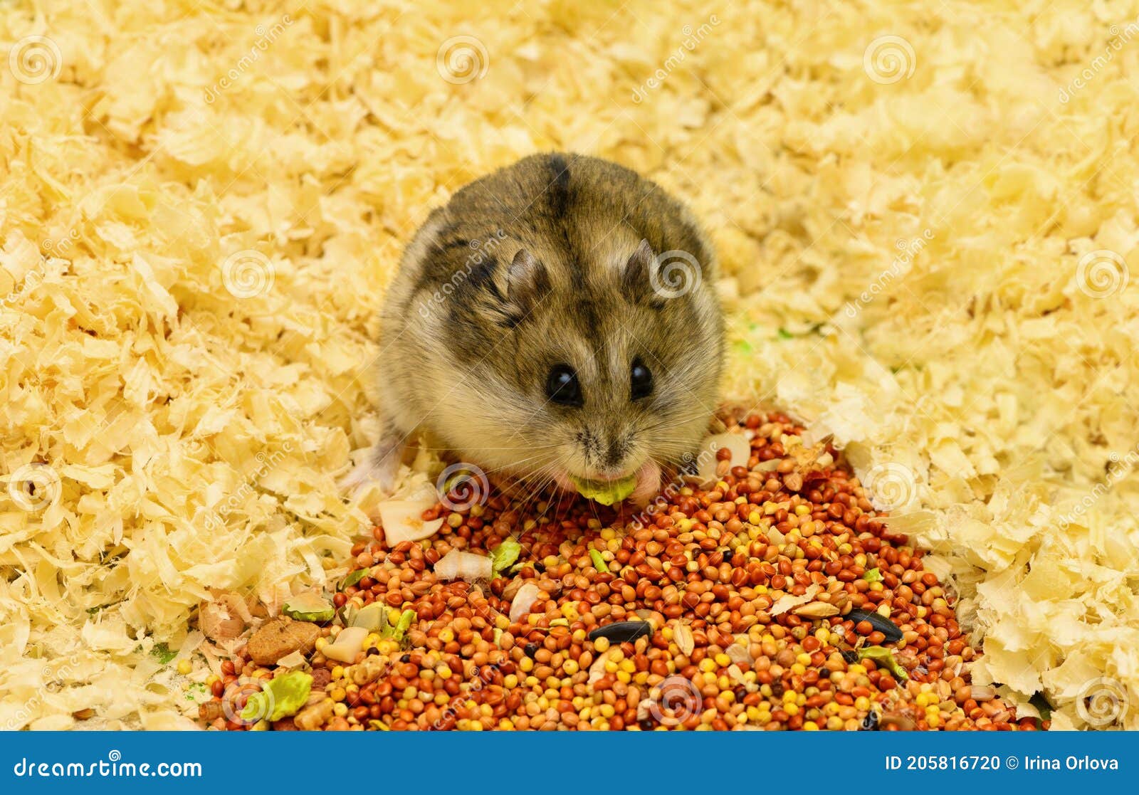 Hamster and Its Heap of Grain is in the Cage Stock Photo - Image of ...