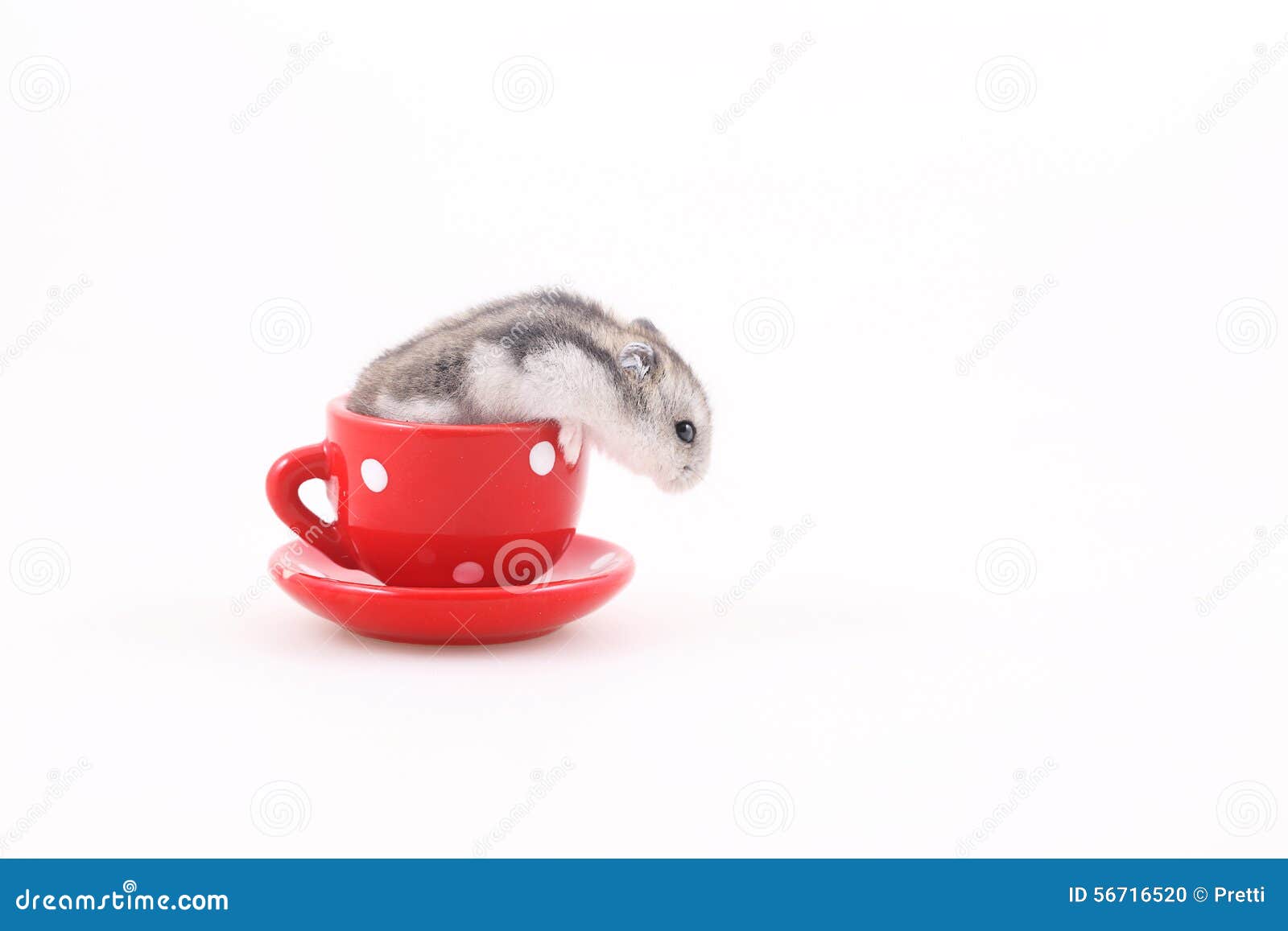 The Hamster Jumps Out of a Red Tea Cup Stock Photo - Image of eyes ...