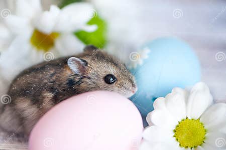 Hamster, Junggar in the Flowers of Chamomiles and with Easter Eg Stock ...