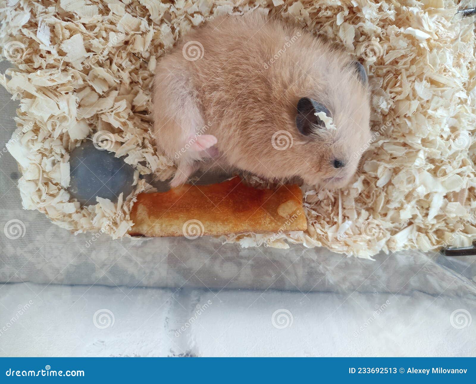 Hamster Lies and Eats a Piece of Bread Stock Image - Image of corn ...