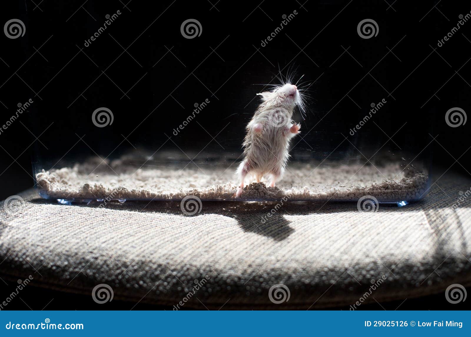 Hamster lighted stock photo. Image of paws, concentrated - 29025126