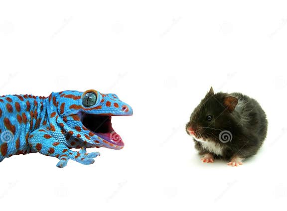 Hamster and lizard stock image. Image of reptilian, closeup - 12585467