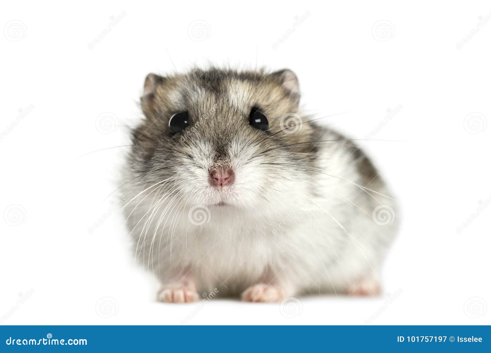 Hamster lying, isolated stock image. Image of white - 101757197