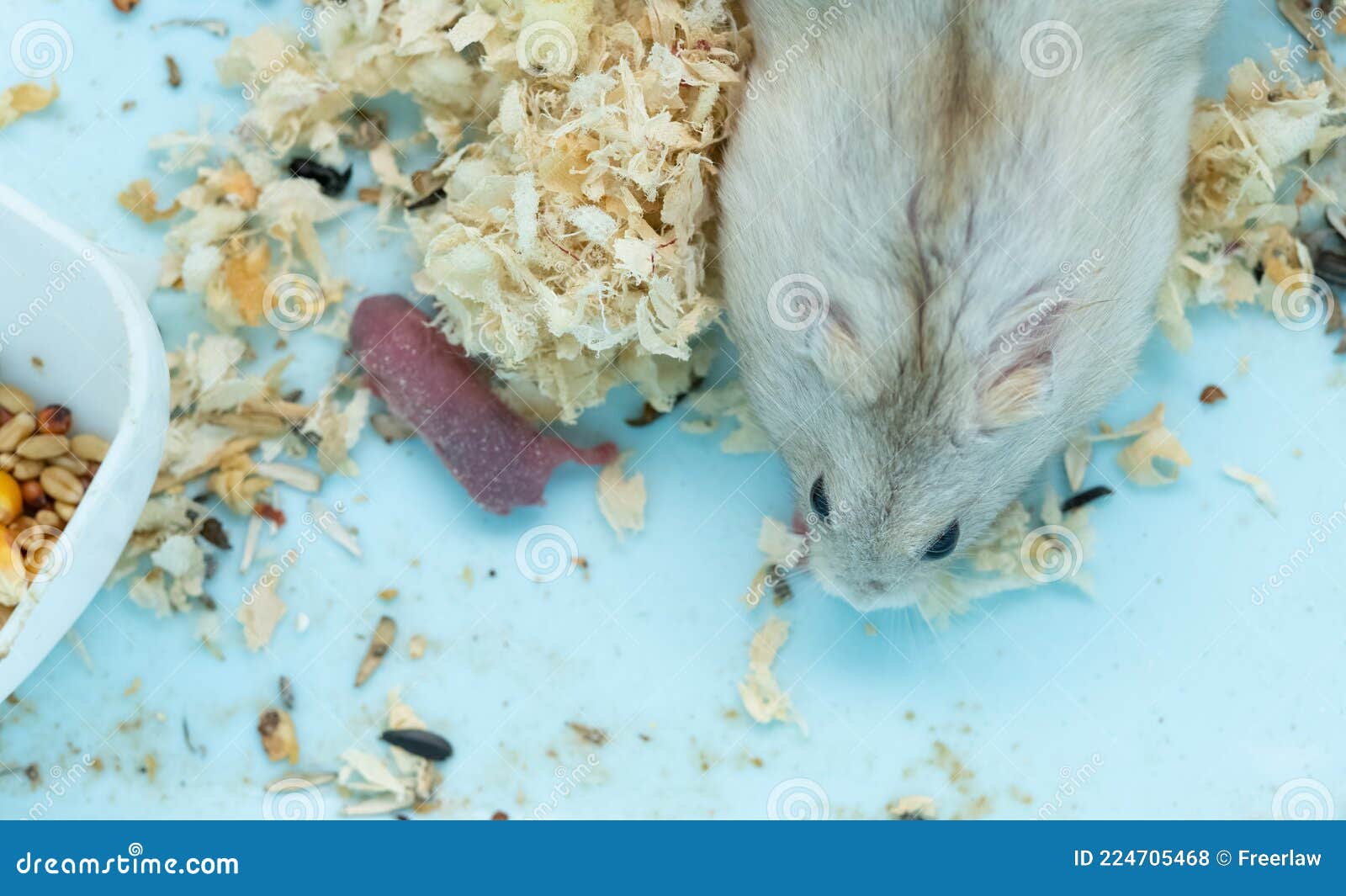 A Hamster Mother and Her New Born Baby Stock Photo - Image of pink ...