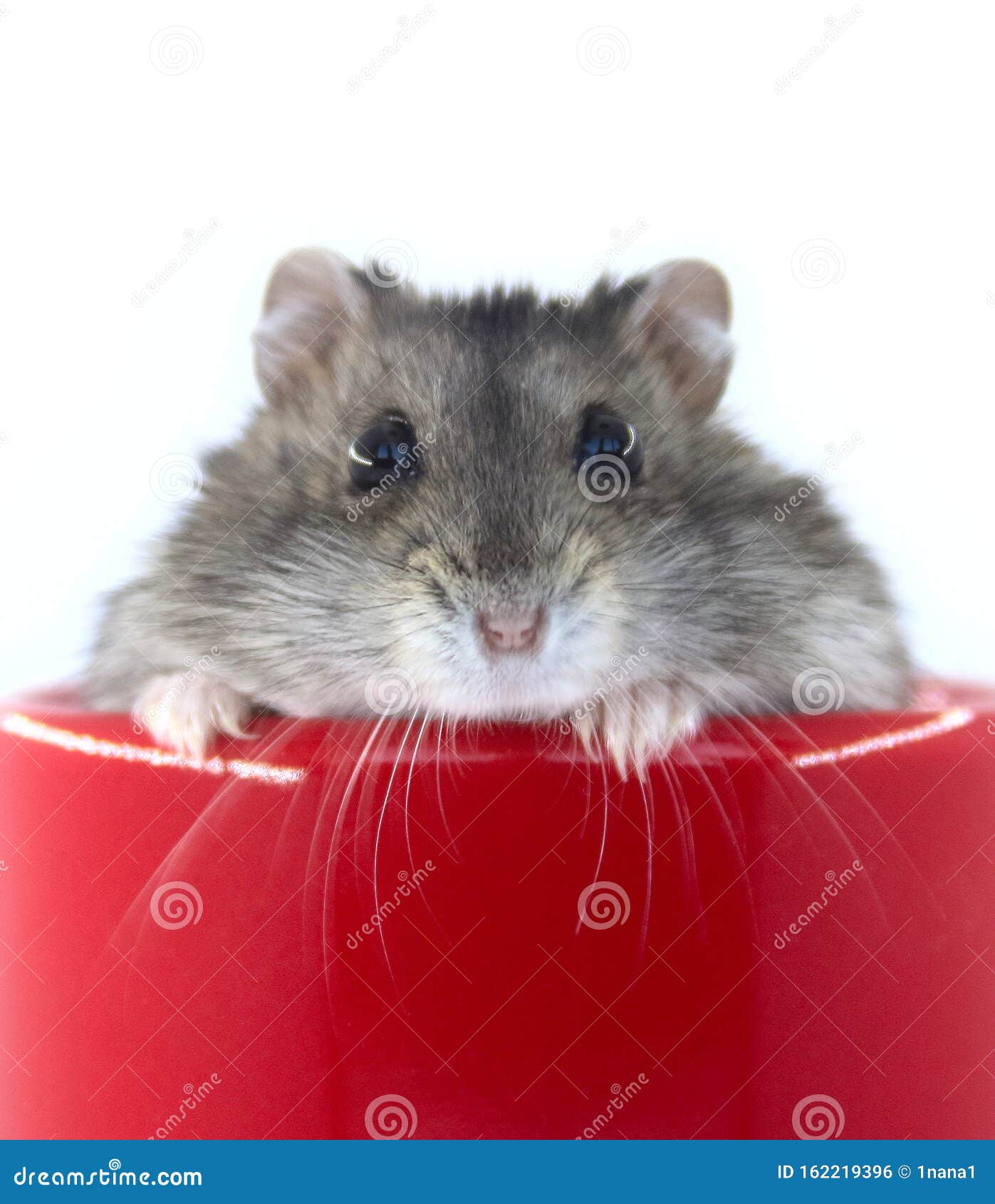 Hamster mouse in hand stock photo. Image of coniferous - 162219396