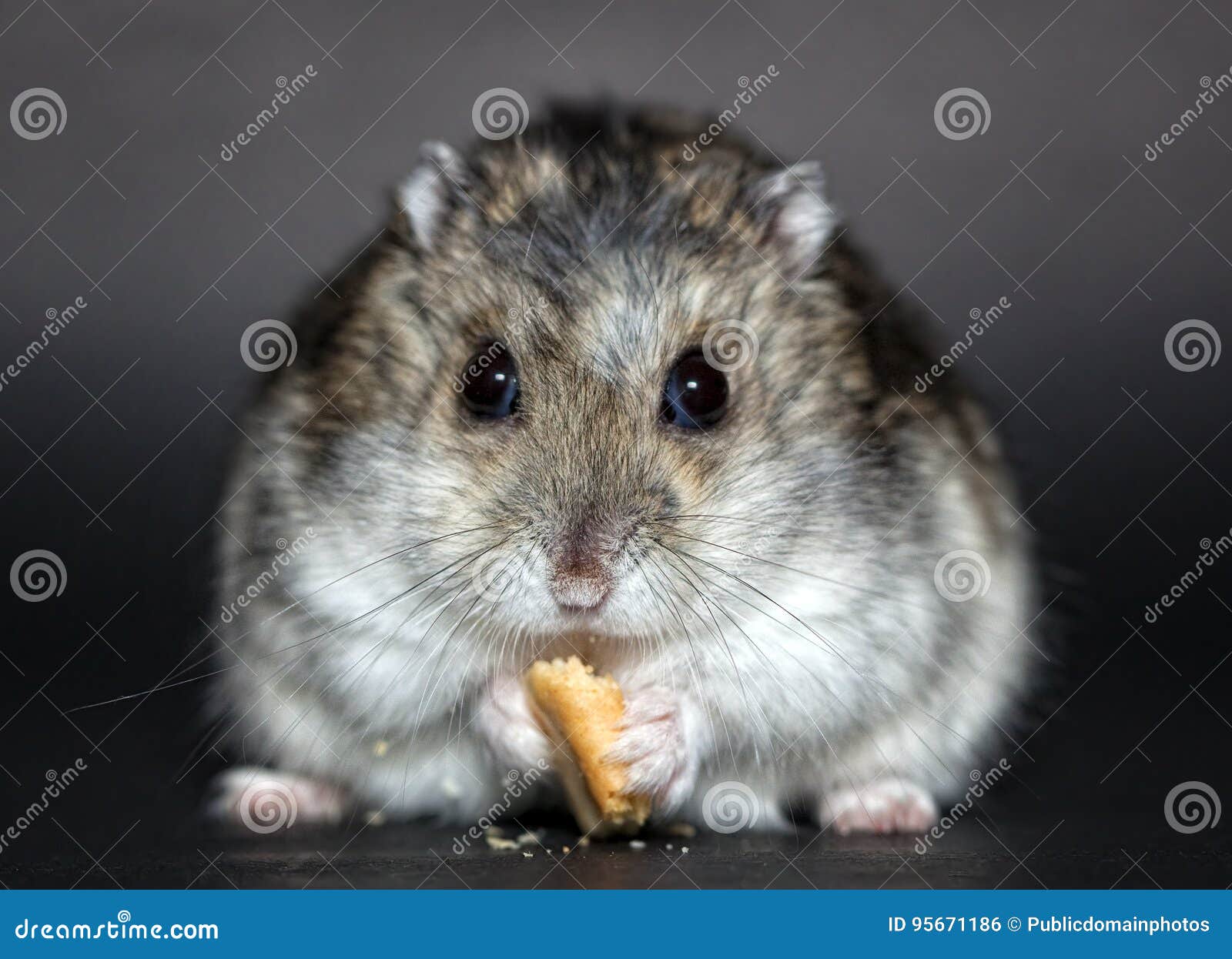 Hamster, Mouse, Muroidea, Fauna Picture. Image: 95671186