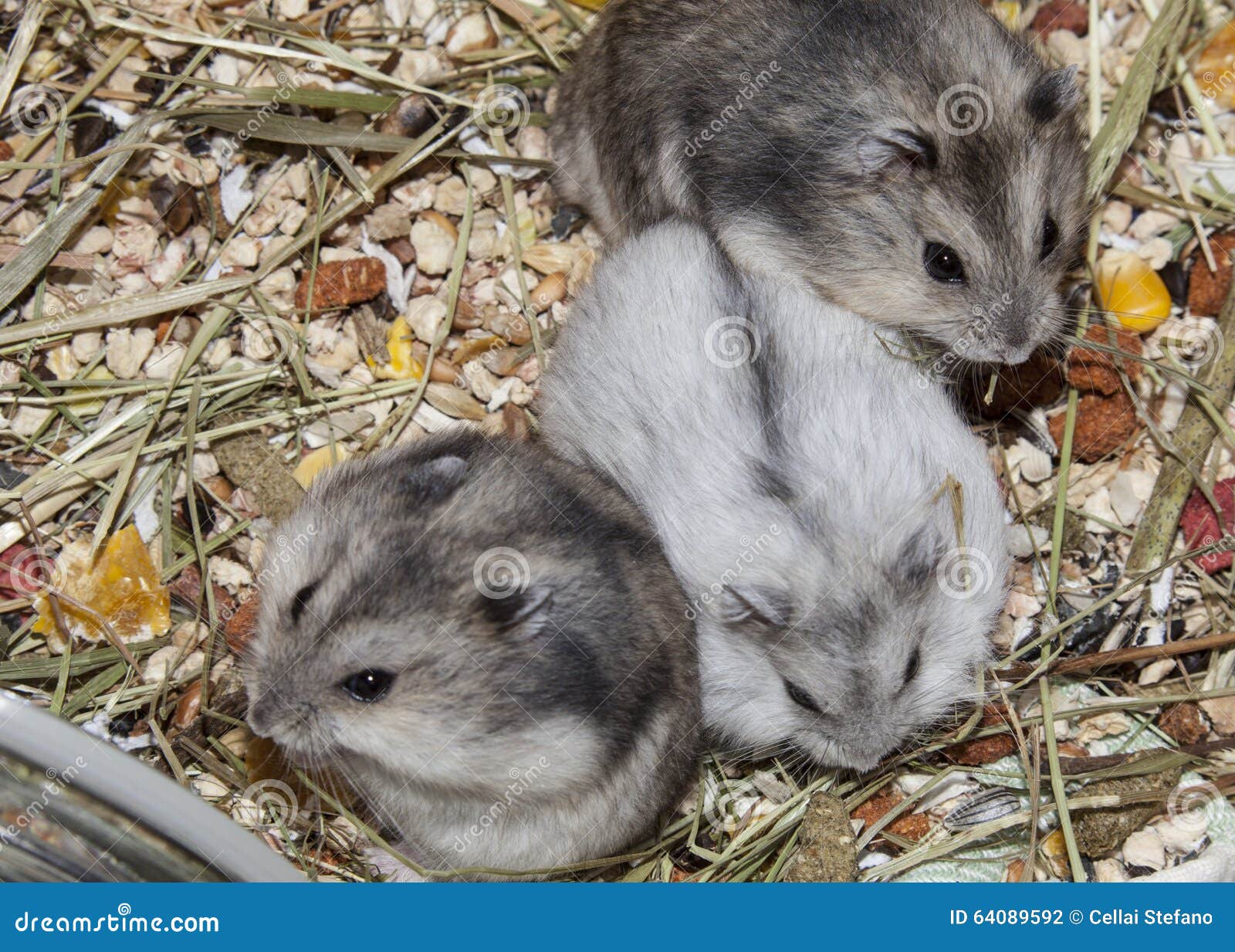 An Hamster stock photo. Image of seeds, three, animal - 64089592