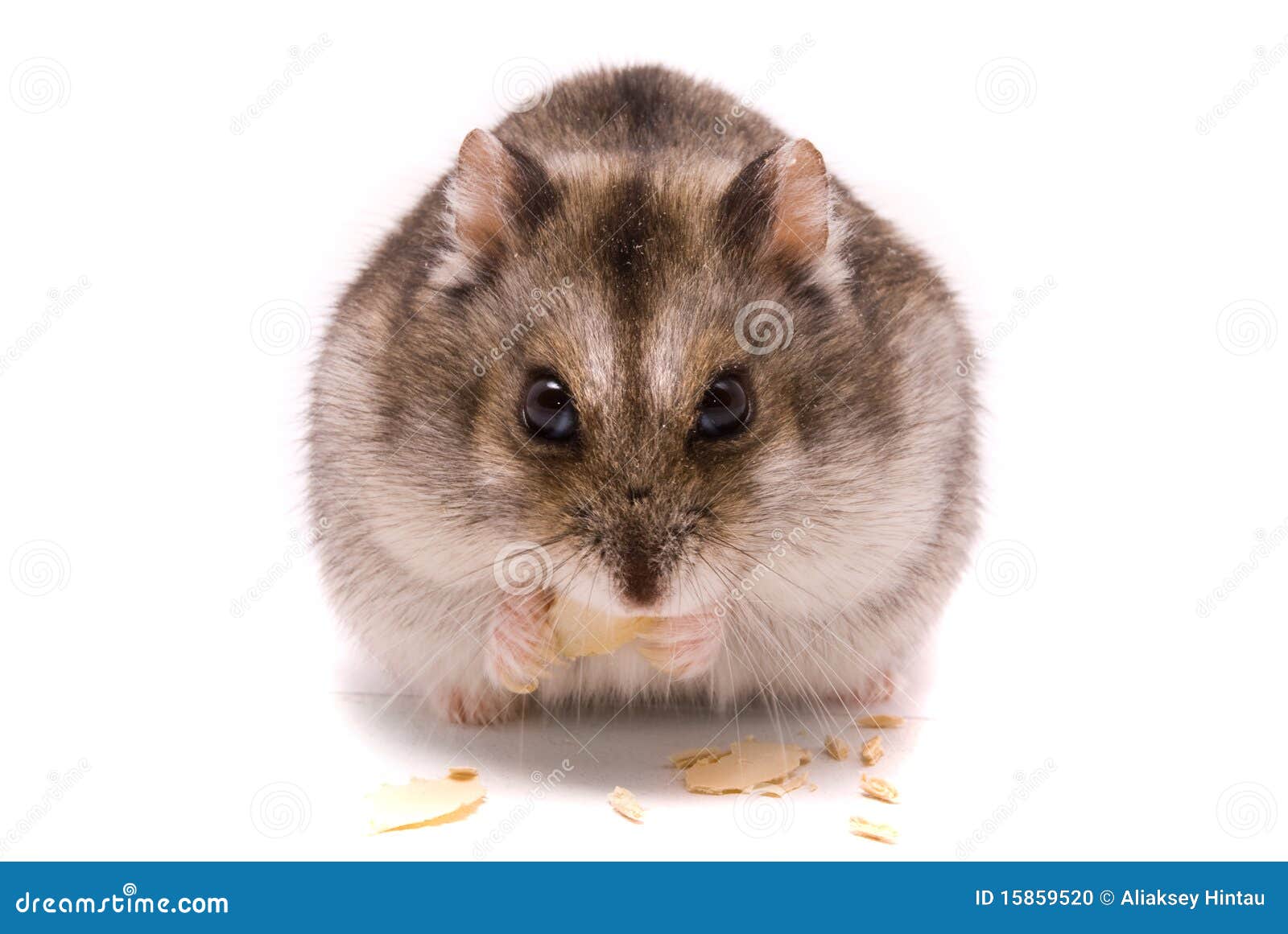 Hamster nain photo stock. Image du sentir, fourrure, affamé - 15859520