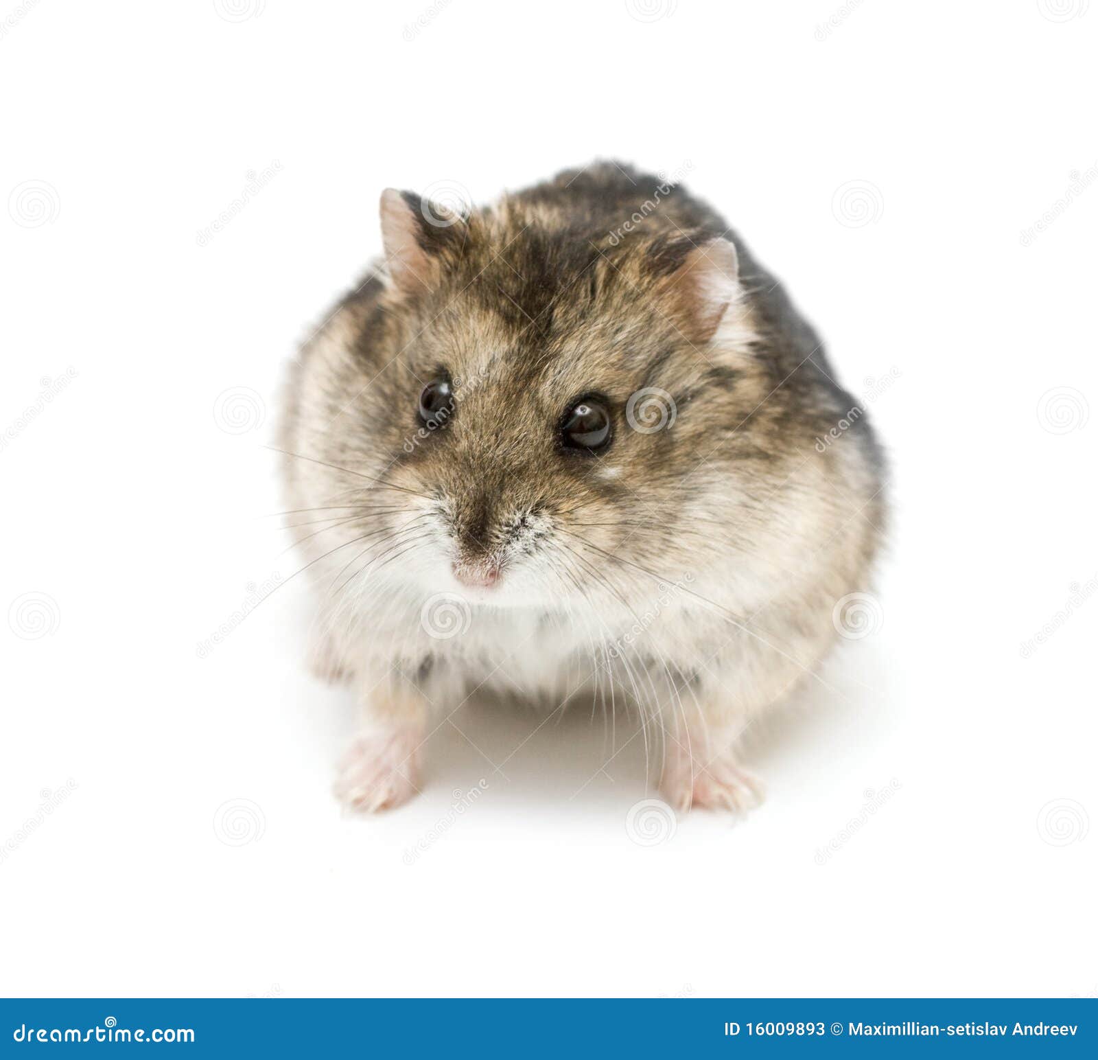 Hamster nain image stock. Image du patte, poilu, petit - 16009893
