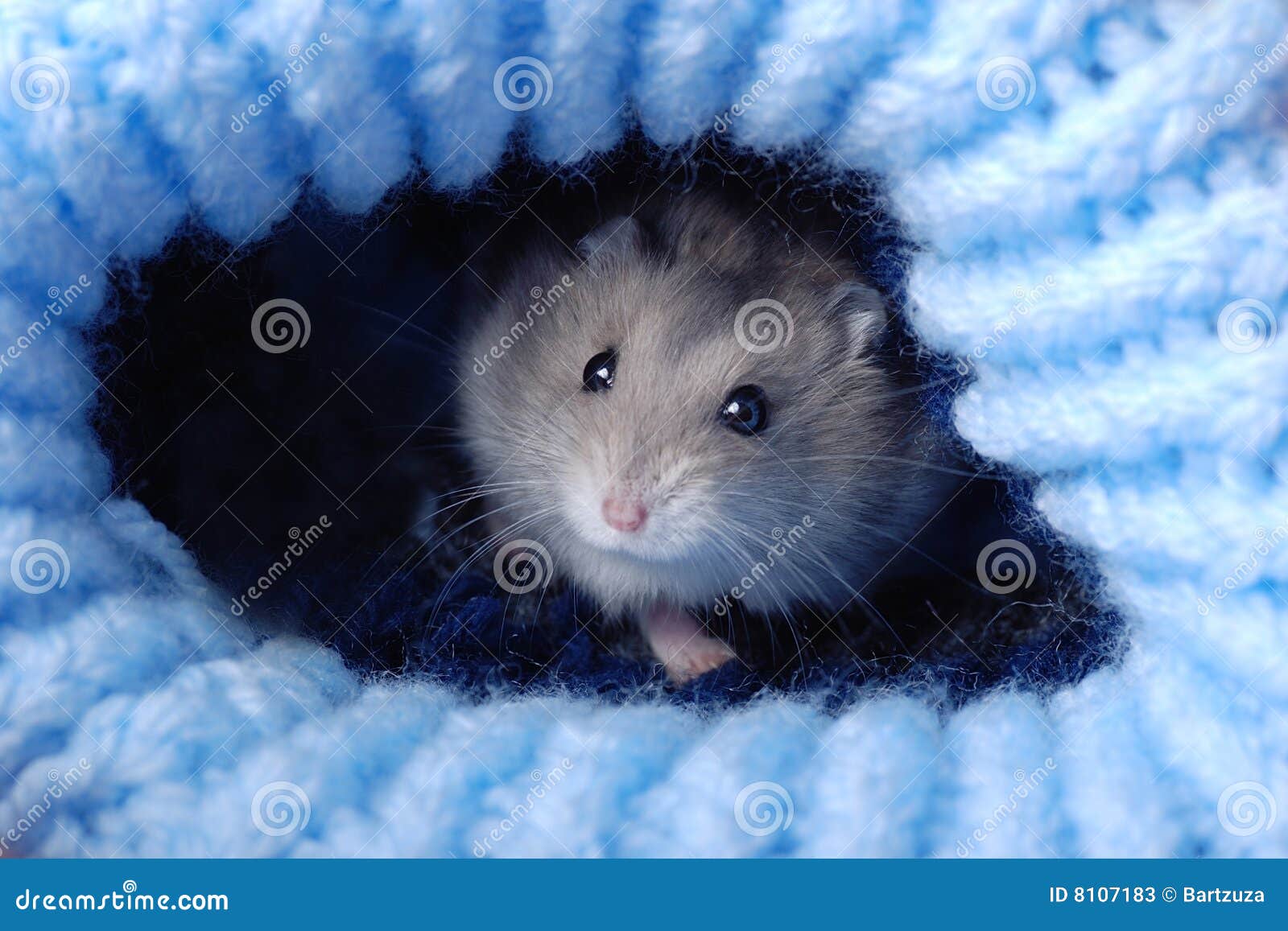 Hamster nain mignon image stock. Image of rongeur, animal - 8107183