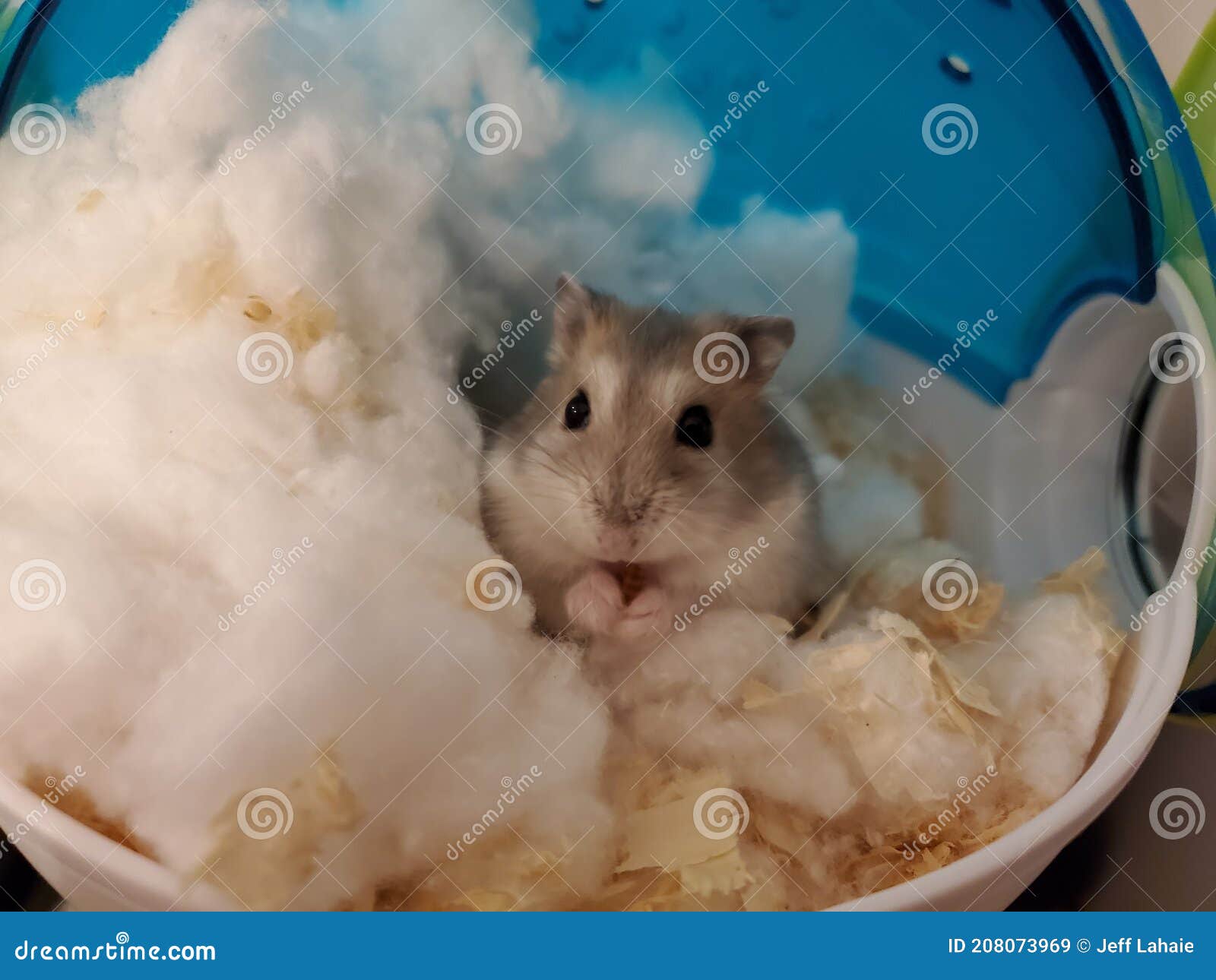 Hamster Nain russe 02 stock image. Image of nain, chipmunk - 208073969