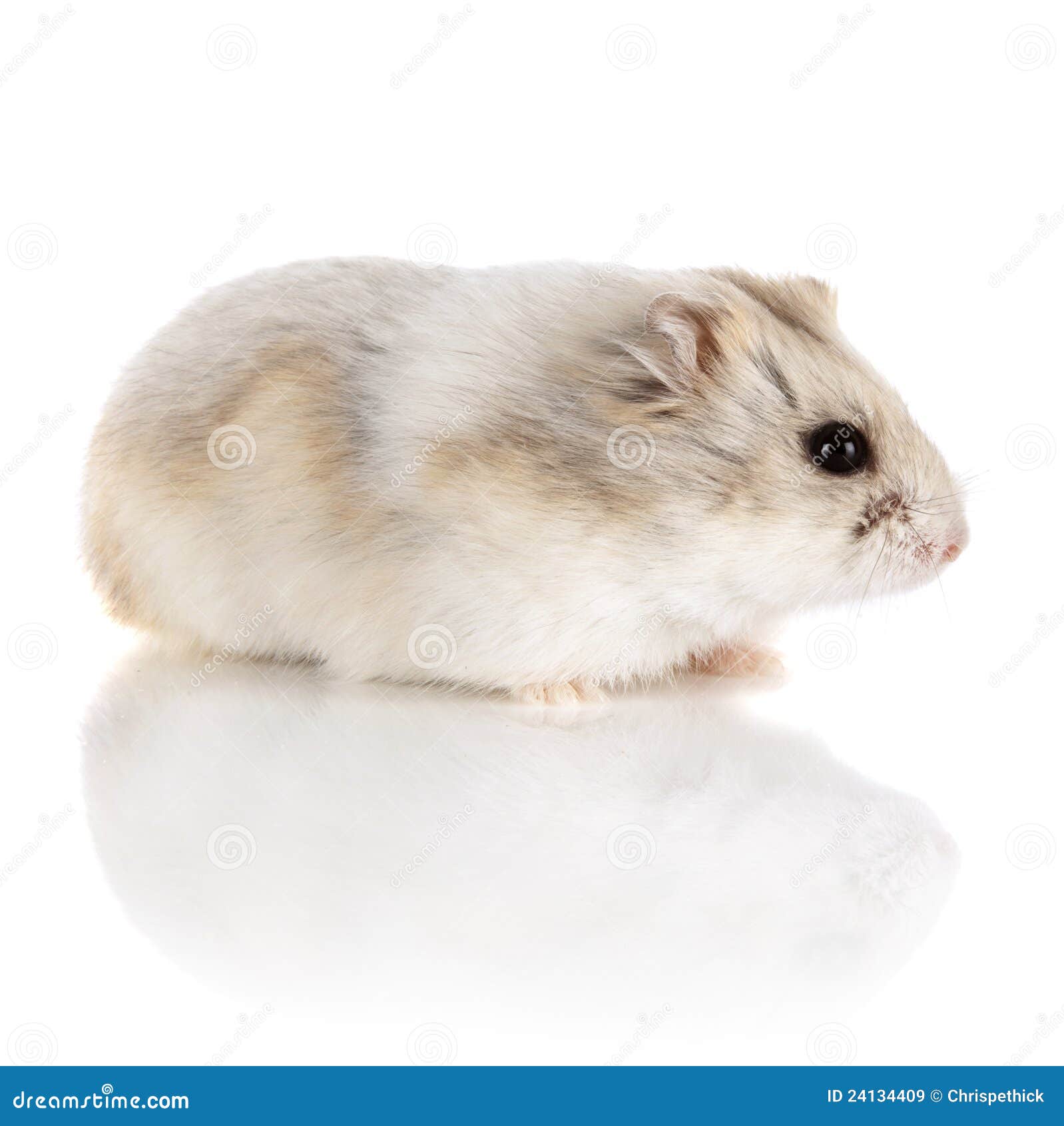 Hamster nain russe image stock. Image of poilu, nain - 24134409