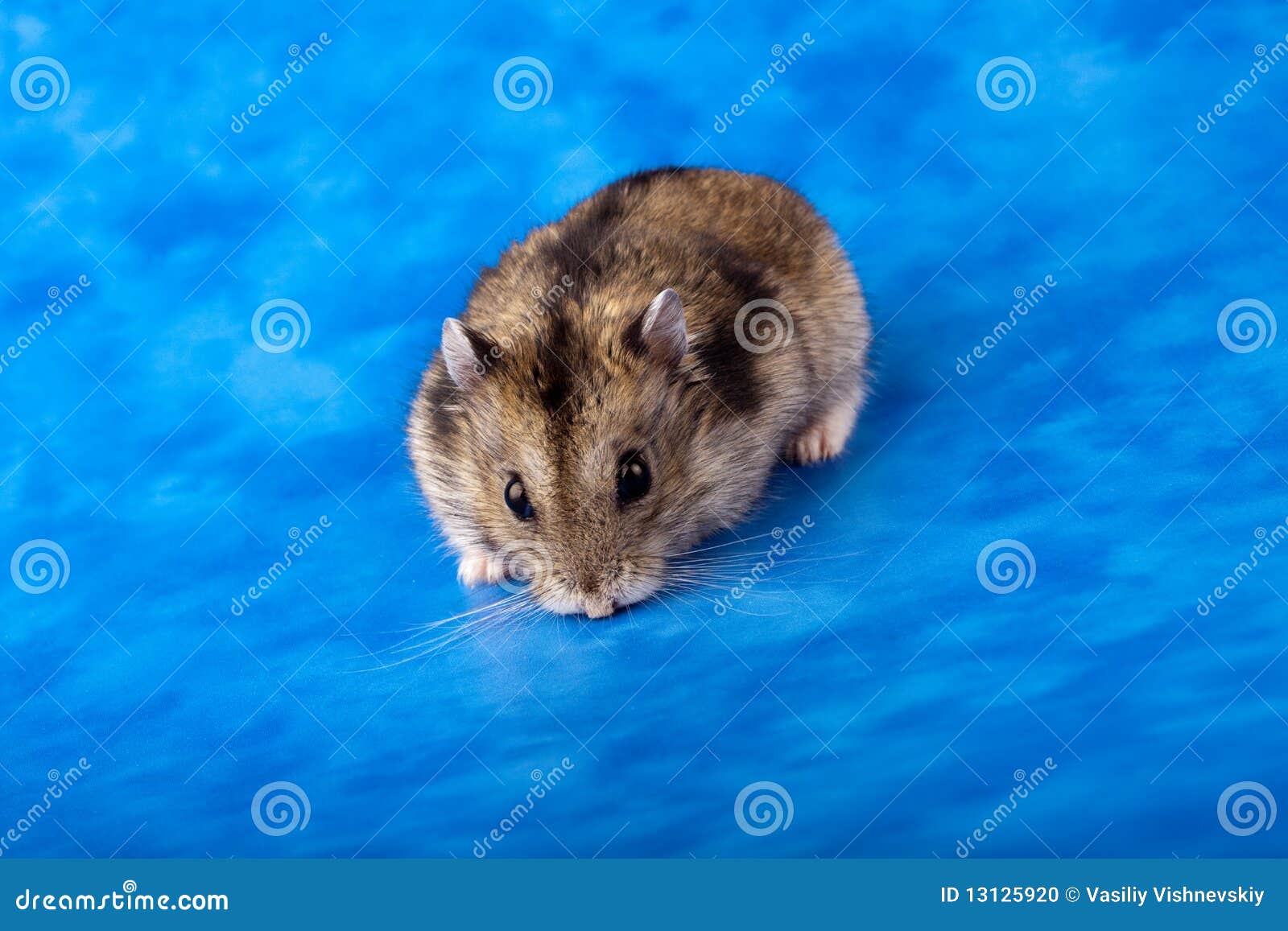 Hamster Nain Russe Blanc De L'hiver Photo stock - Image du observation ...