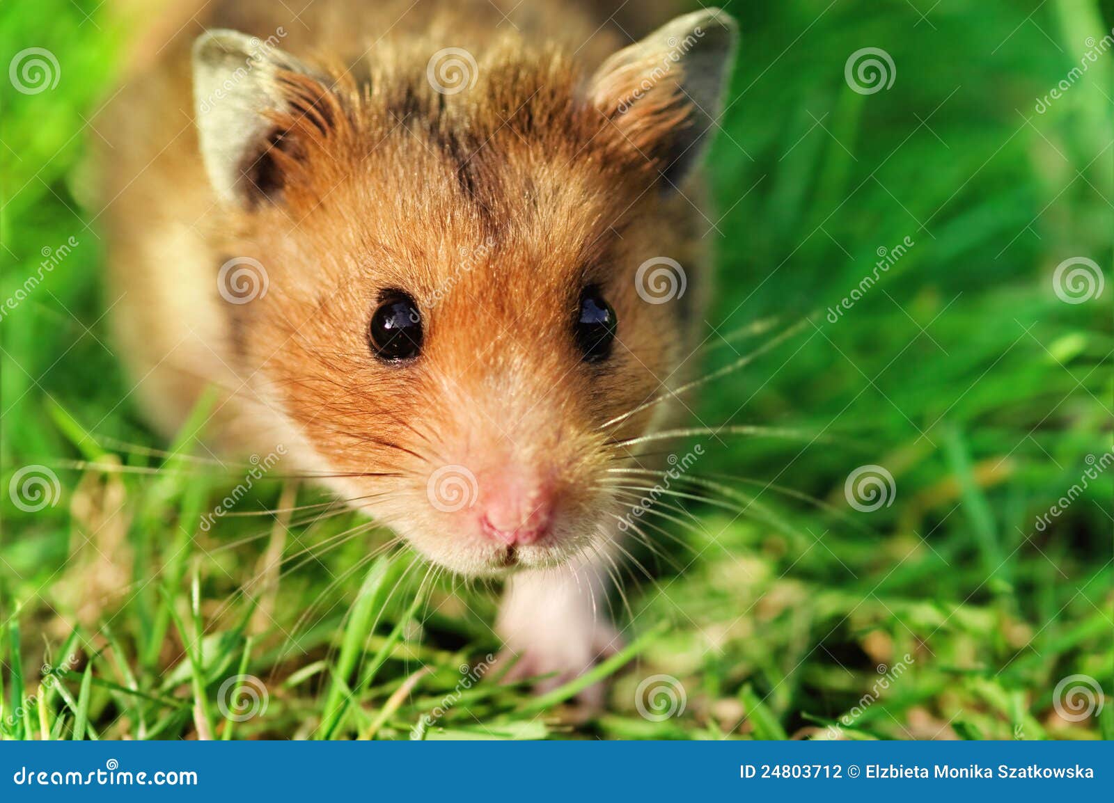 Hamster op het gras stock foto. Image of gras, bont, vreugde - 24803712