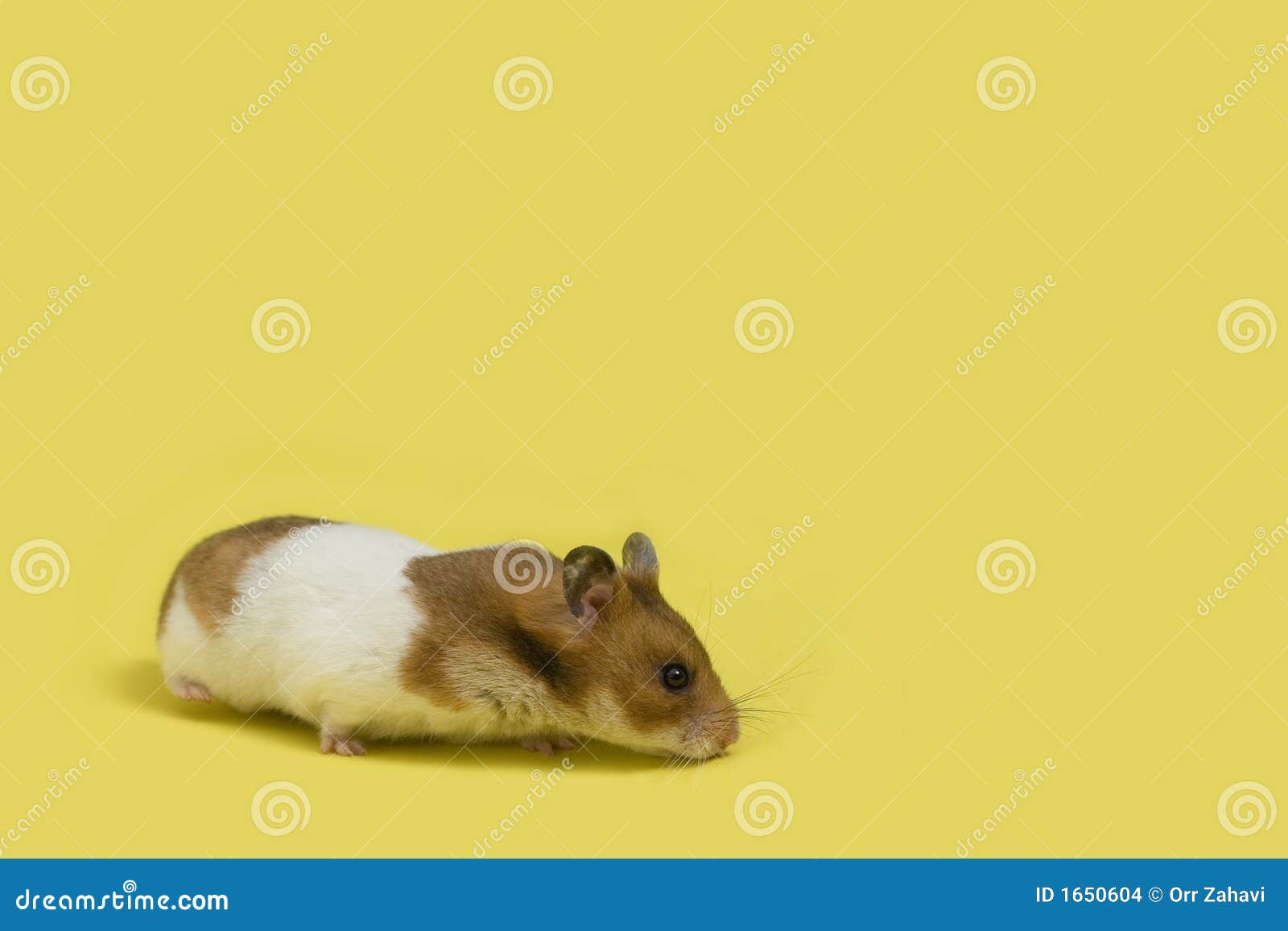 Hamster Over Gele Achtergrond Stock Foto - Image of leuk, knaagdieren ...