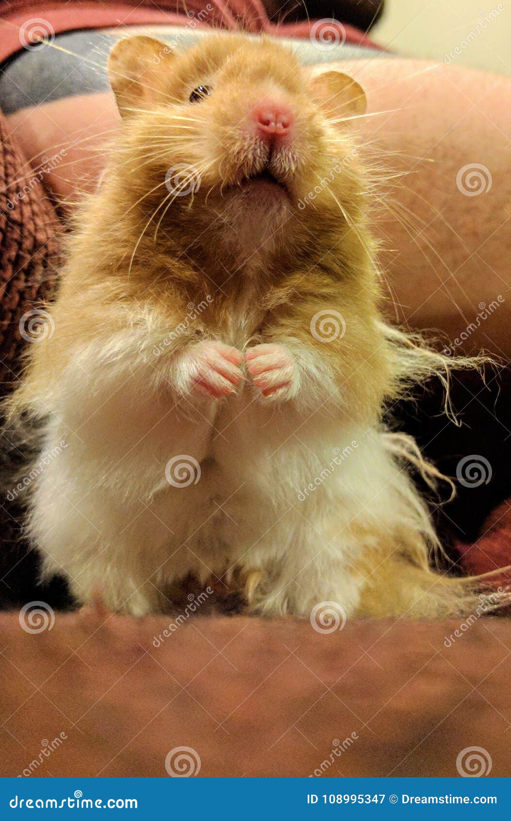 Hamster stock image. Image of hamster, adorable, paws - 108995347