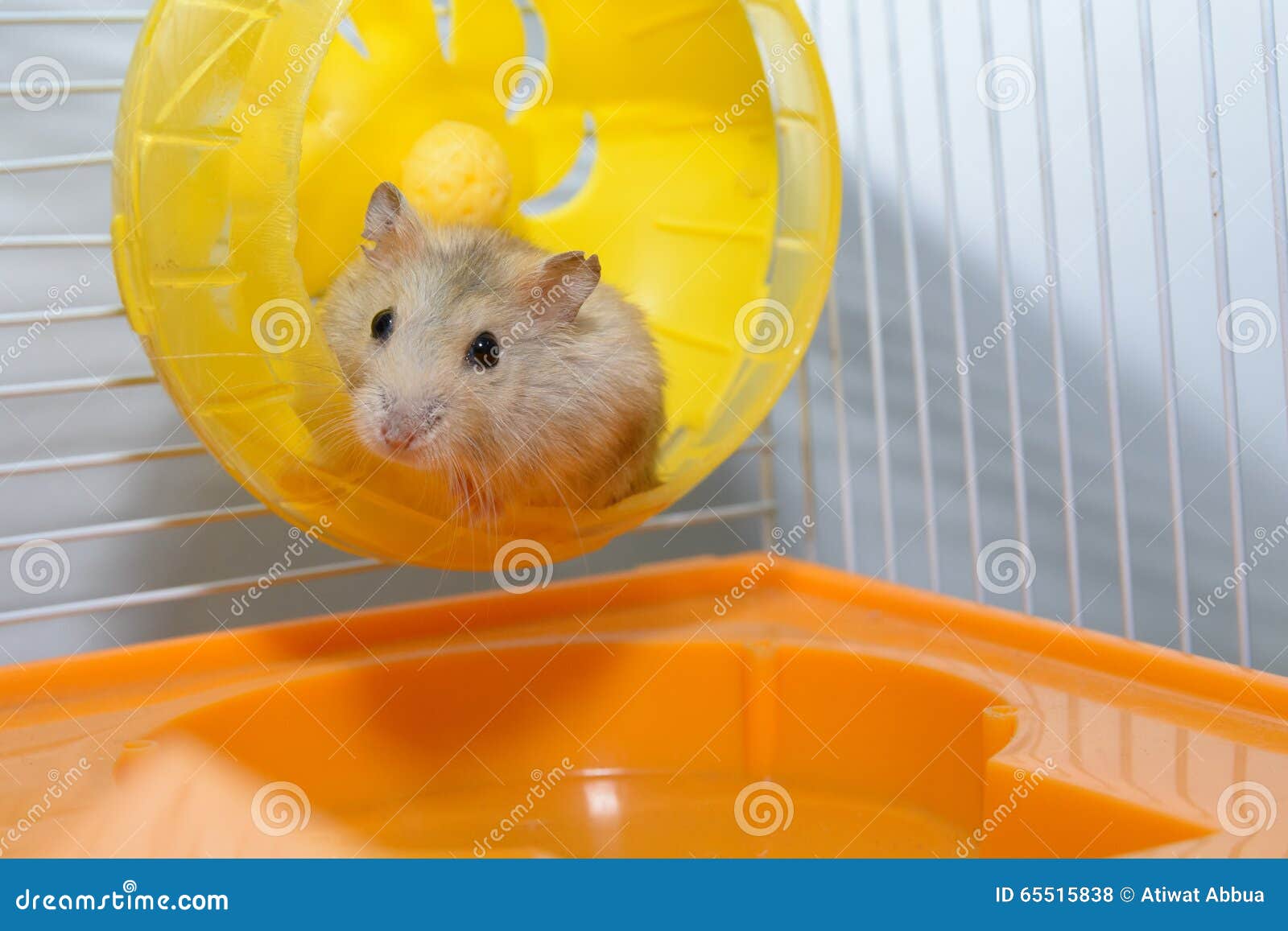 Hamster playing toy stock photo. Image of pest, curious - 65515838