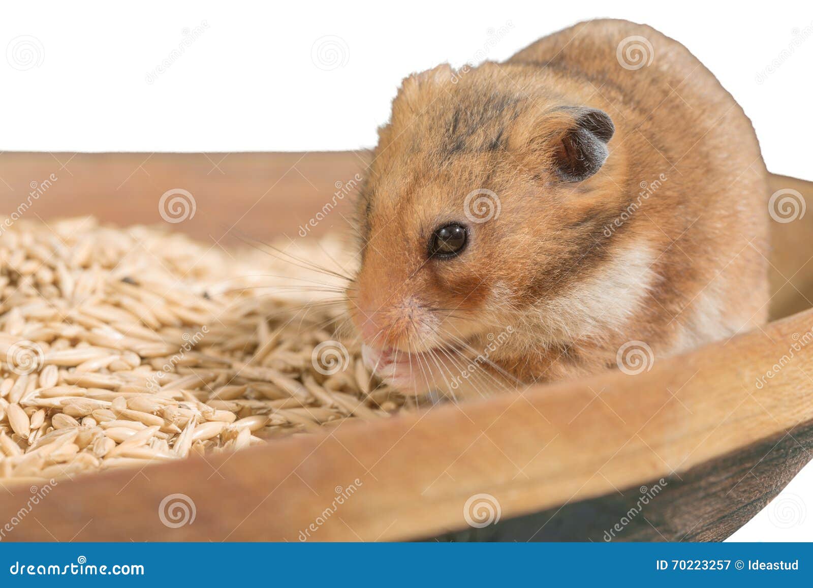 Hamster Portrait on Heap of Grain Stock Image - Image of isolated, food ...