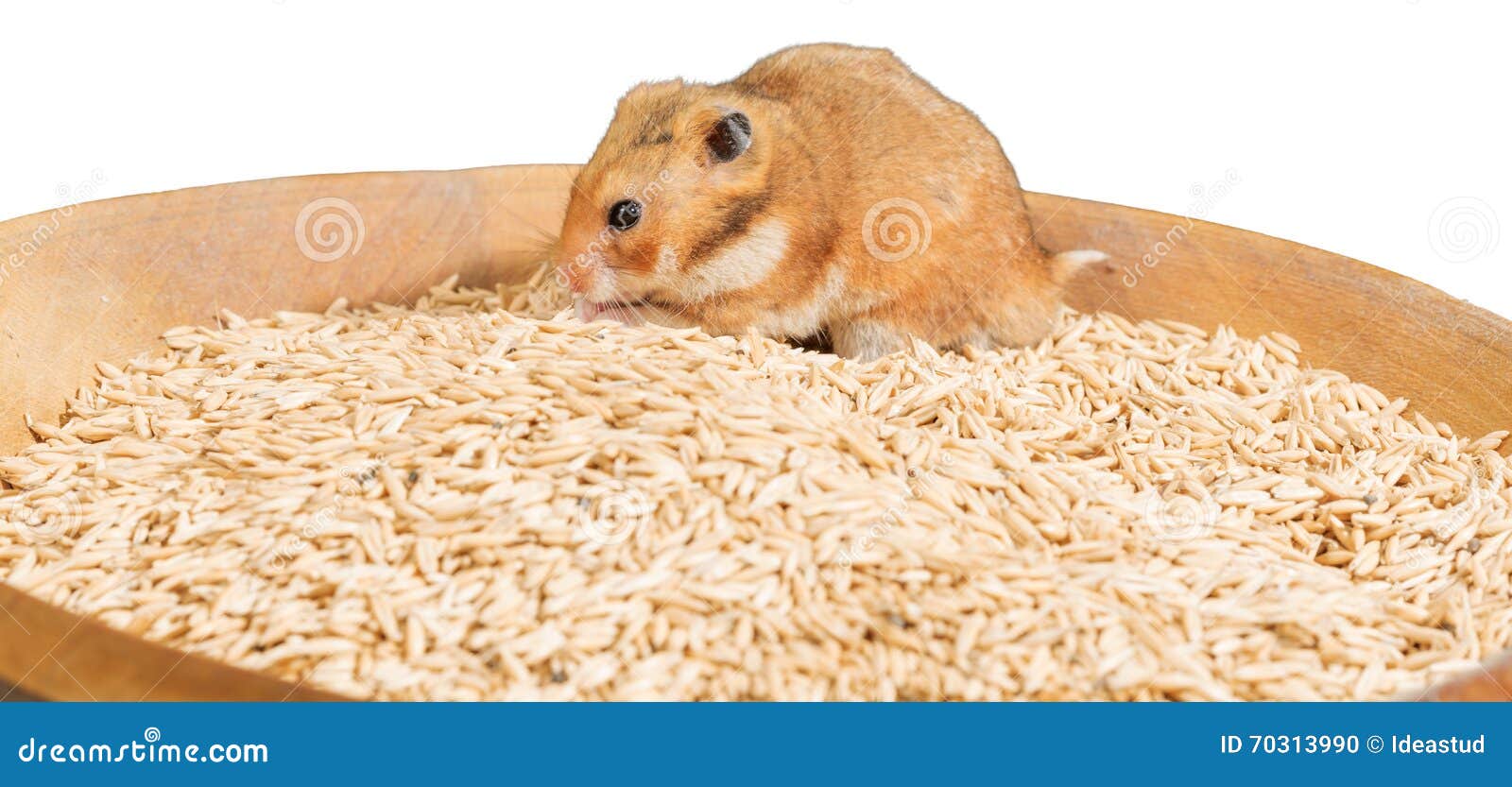 Hamster Portrait on Heap of Grain Stock Photo - Image of domestic ...