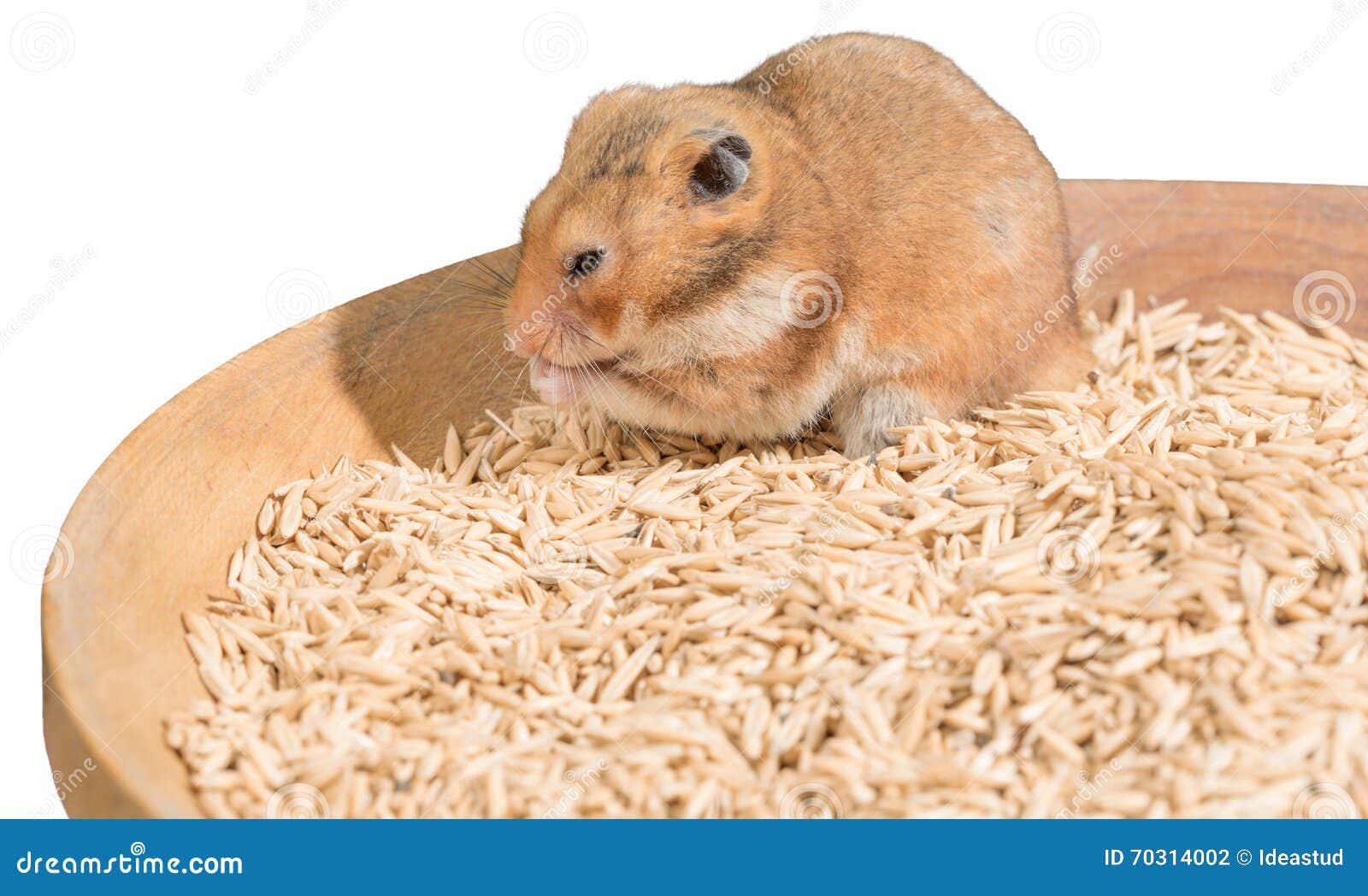 Hamster Portrait on Heap of Grain Stock Photo - Image of heap, little ...