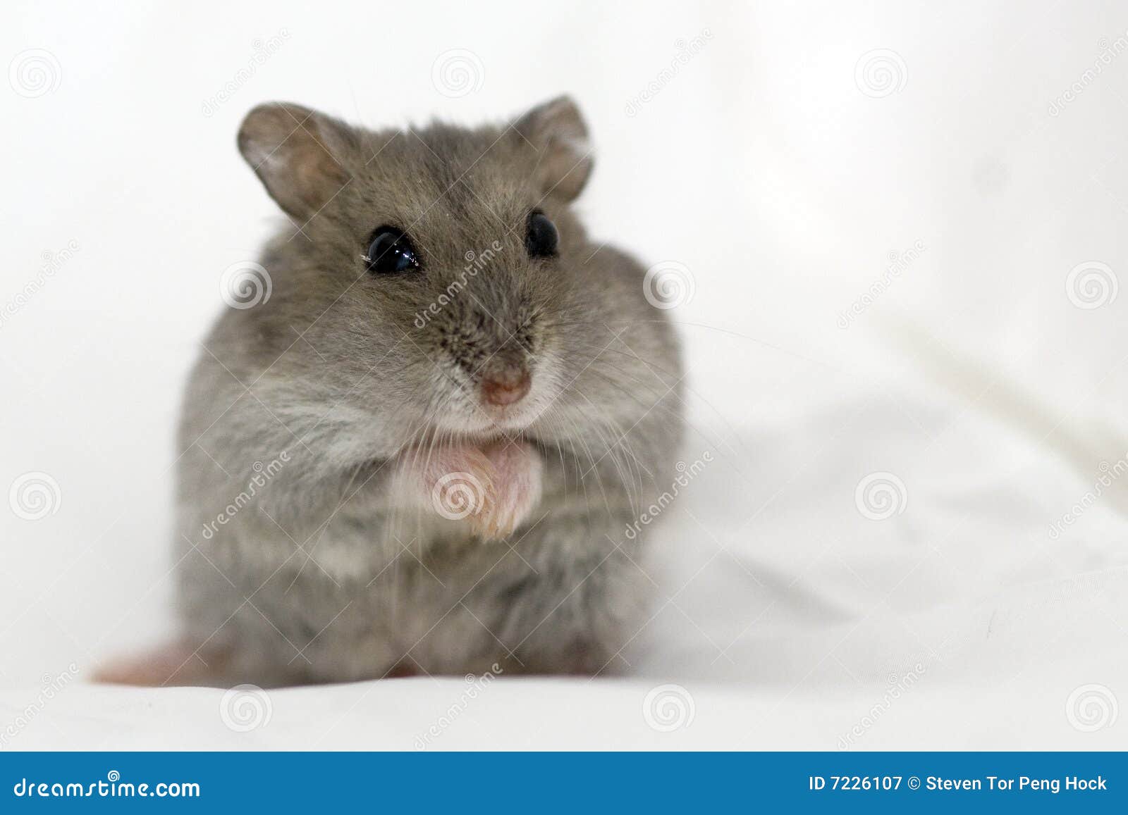 Hamster Pray stock image. Image of portrait, hamster, rodent - 7226107